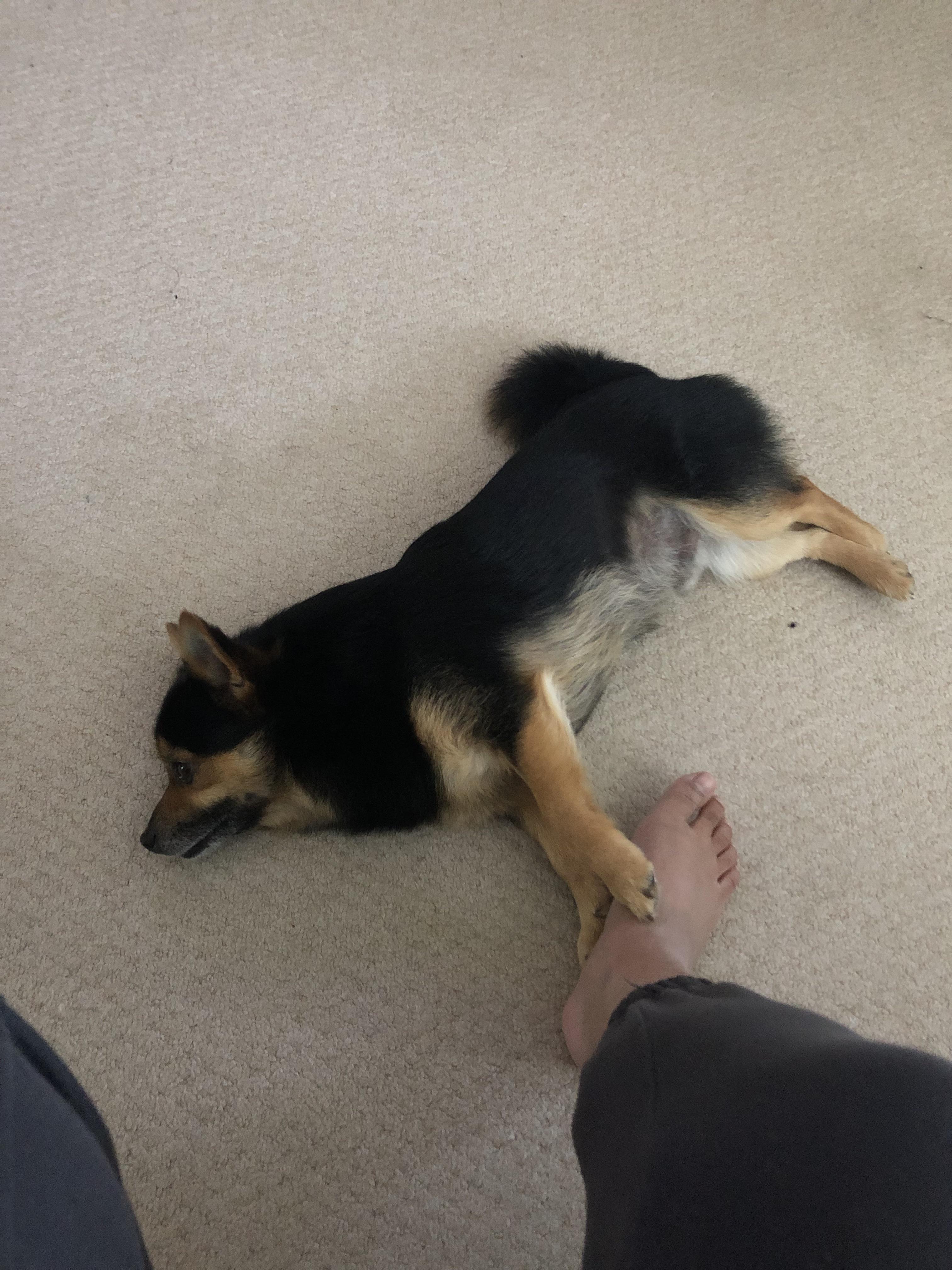 Told him to go fetch his ball but he laid down like this right now, his paws touching my foot ...