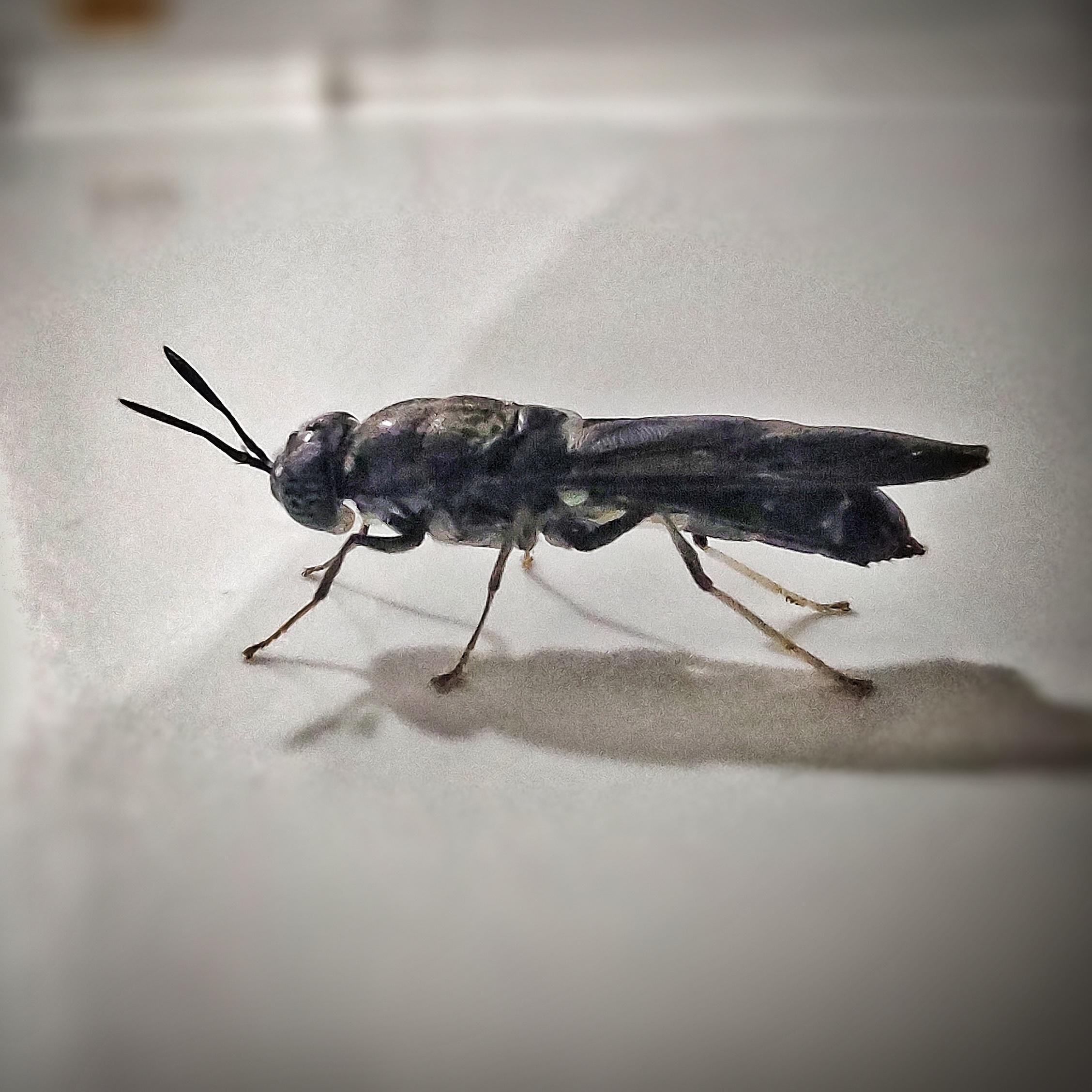 Just a peaceful bug | Scrolller