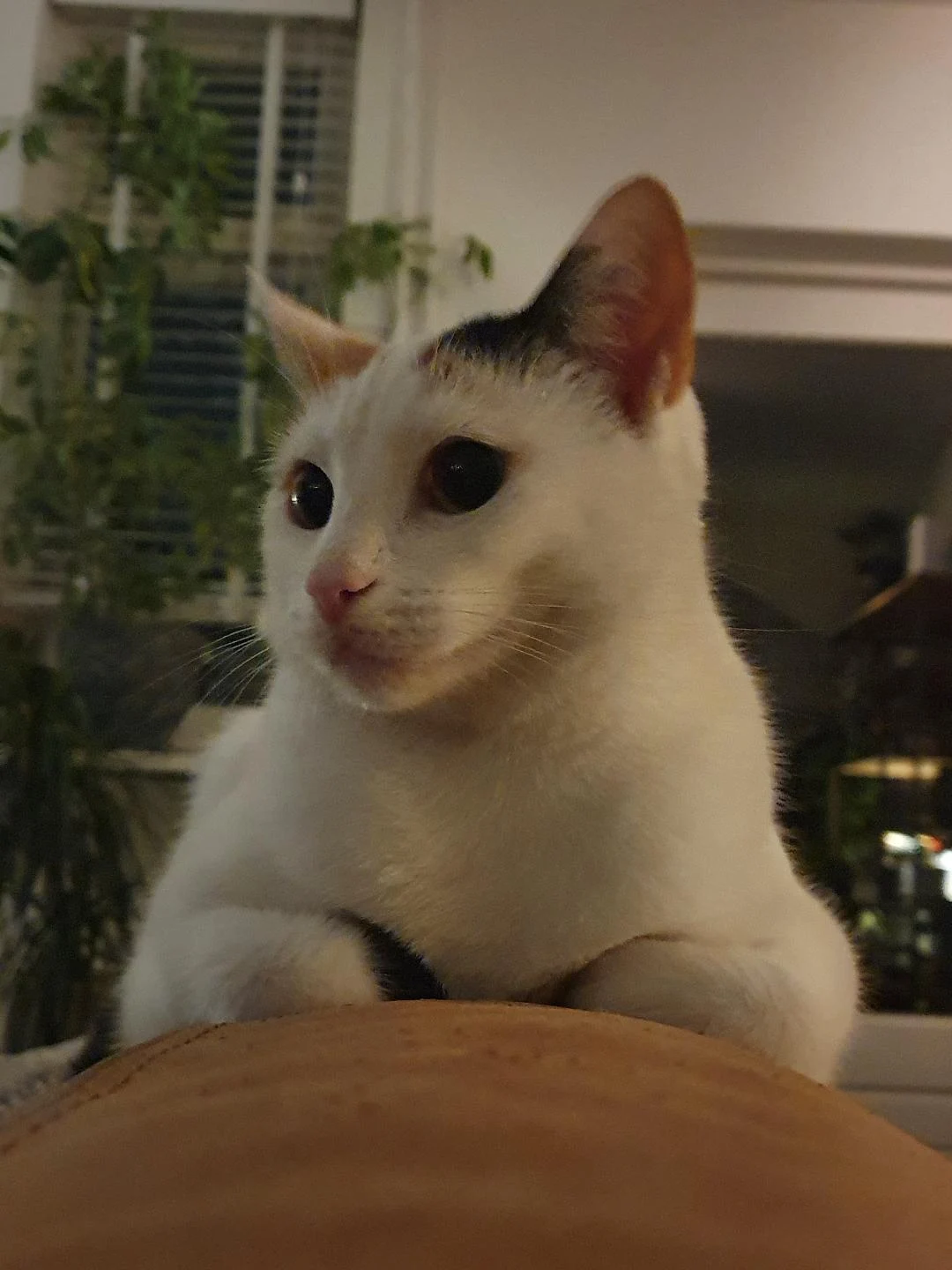 Couch loaf | Scrolller