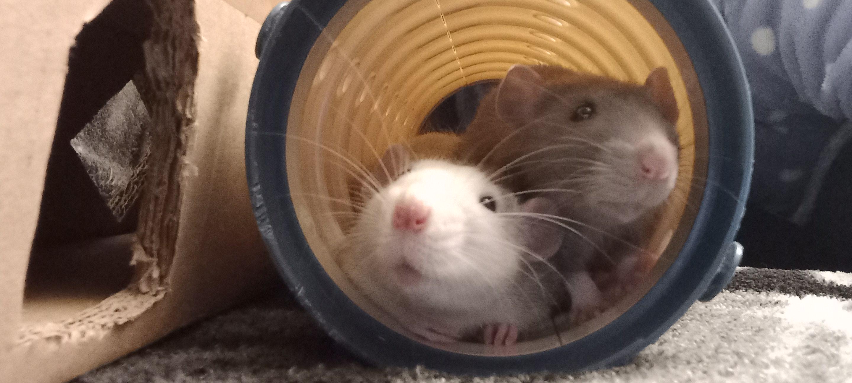 Is it okay to let my rats share food with me | Scrolller