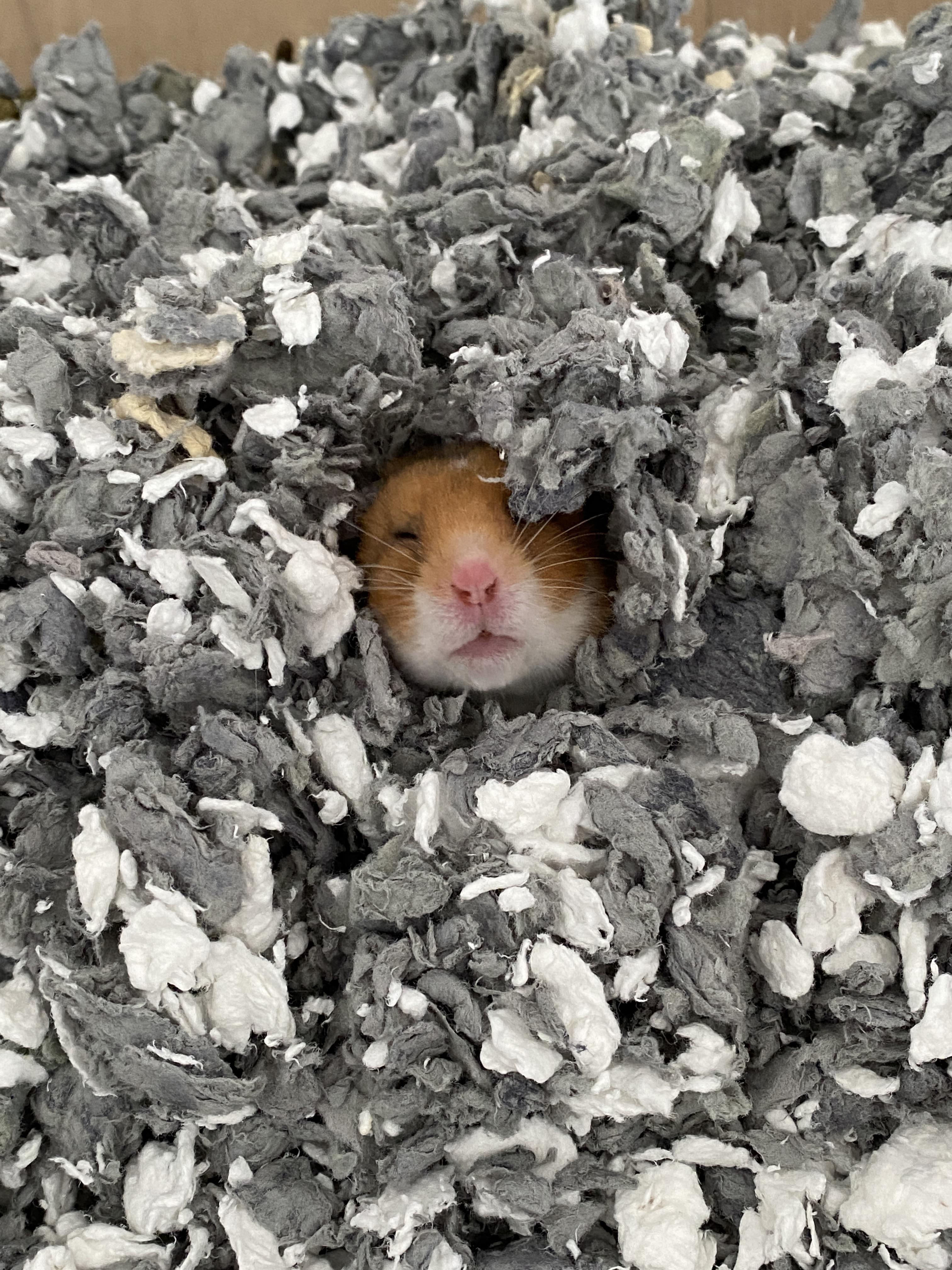 OC my hamster waking up. | Scrolller