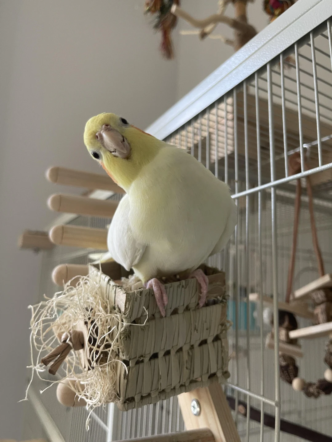 Eggie on his throne | Scrolller