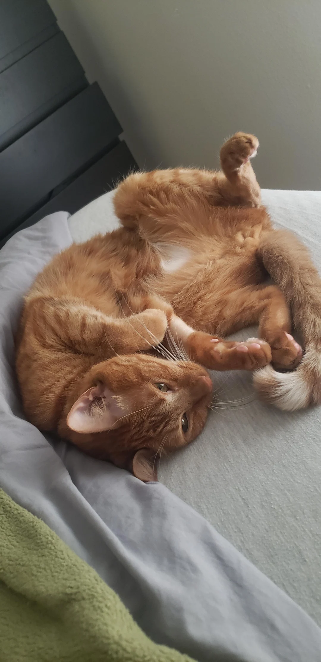 Here's a fluffy ginger belly to make your day better | Scrolller