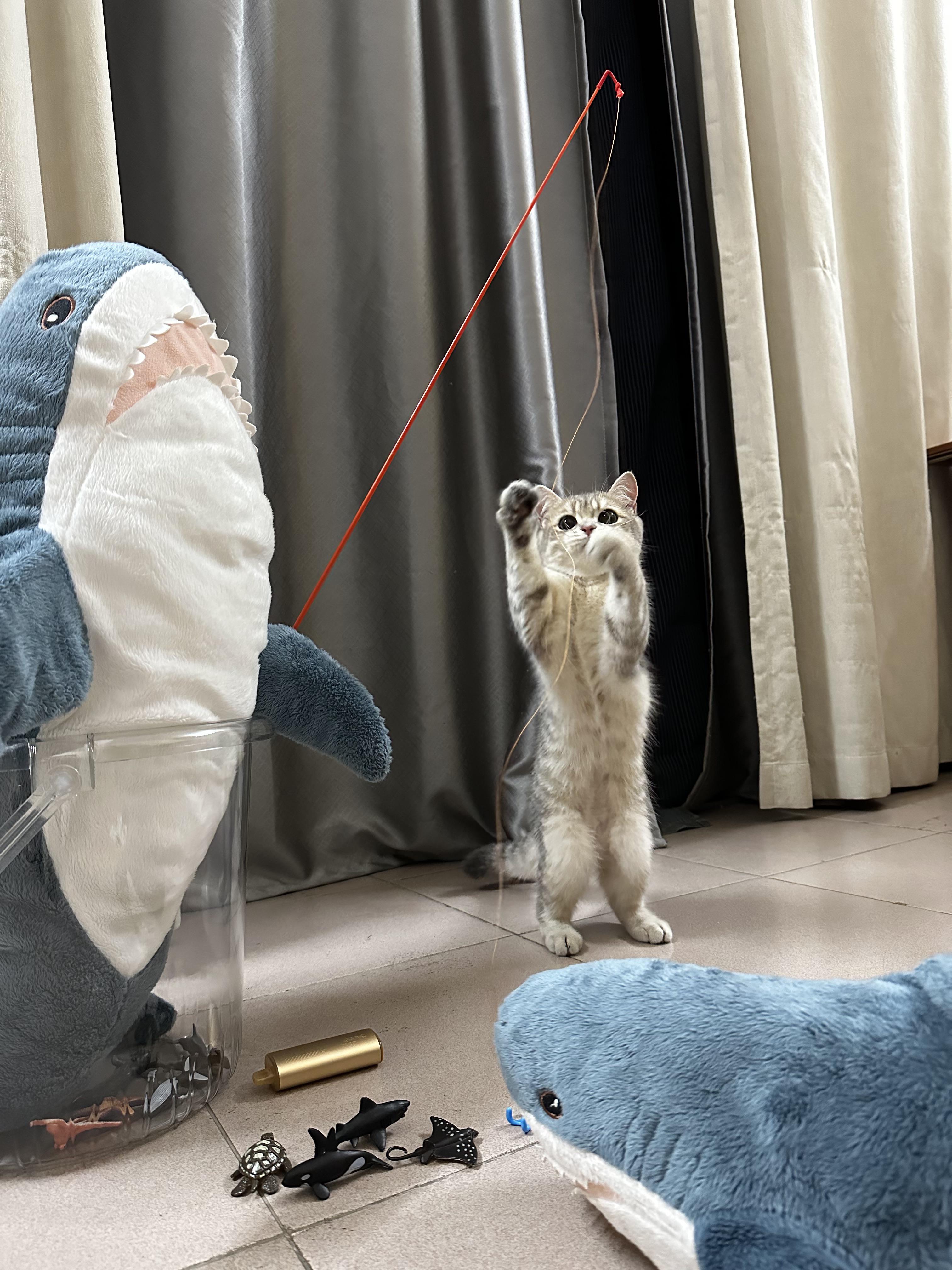 Confused: is this catfishing or fishcatting 🦈🐱🌚 | Scrolller