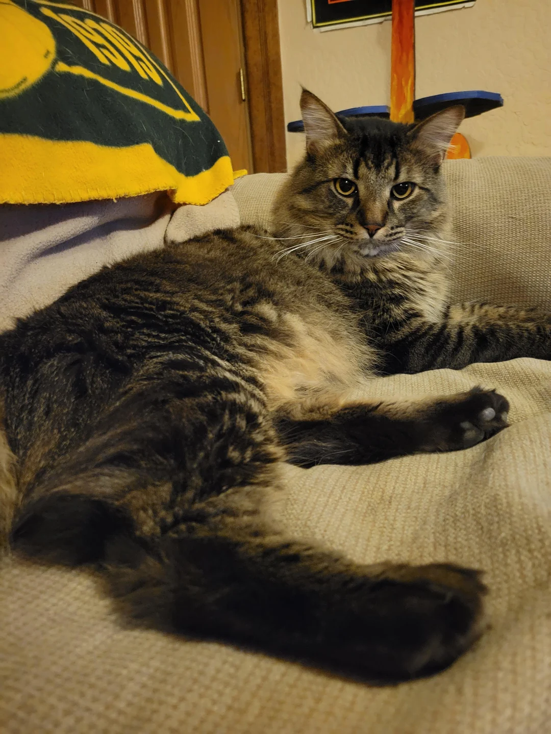 New to this sub, introducing Jerry 💥 | Scrolller