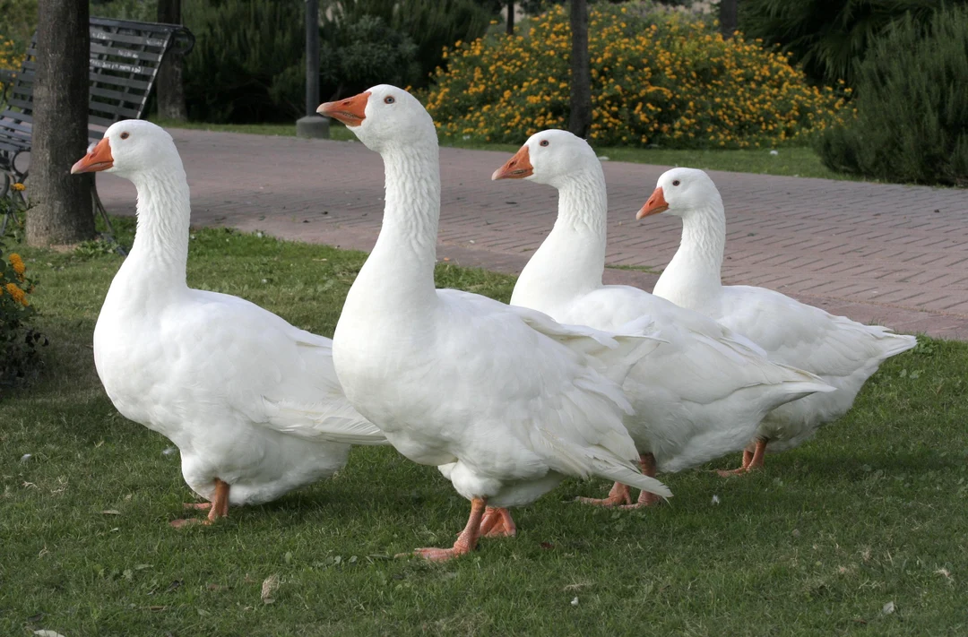 White geese | Scrolller