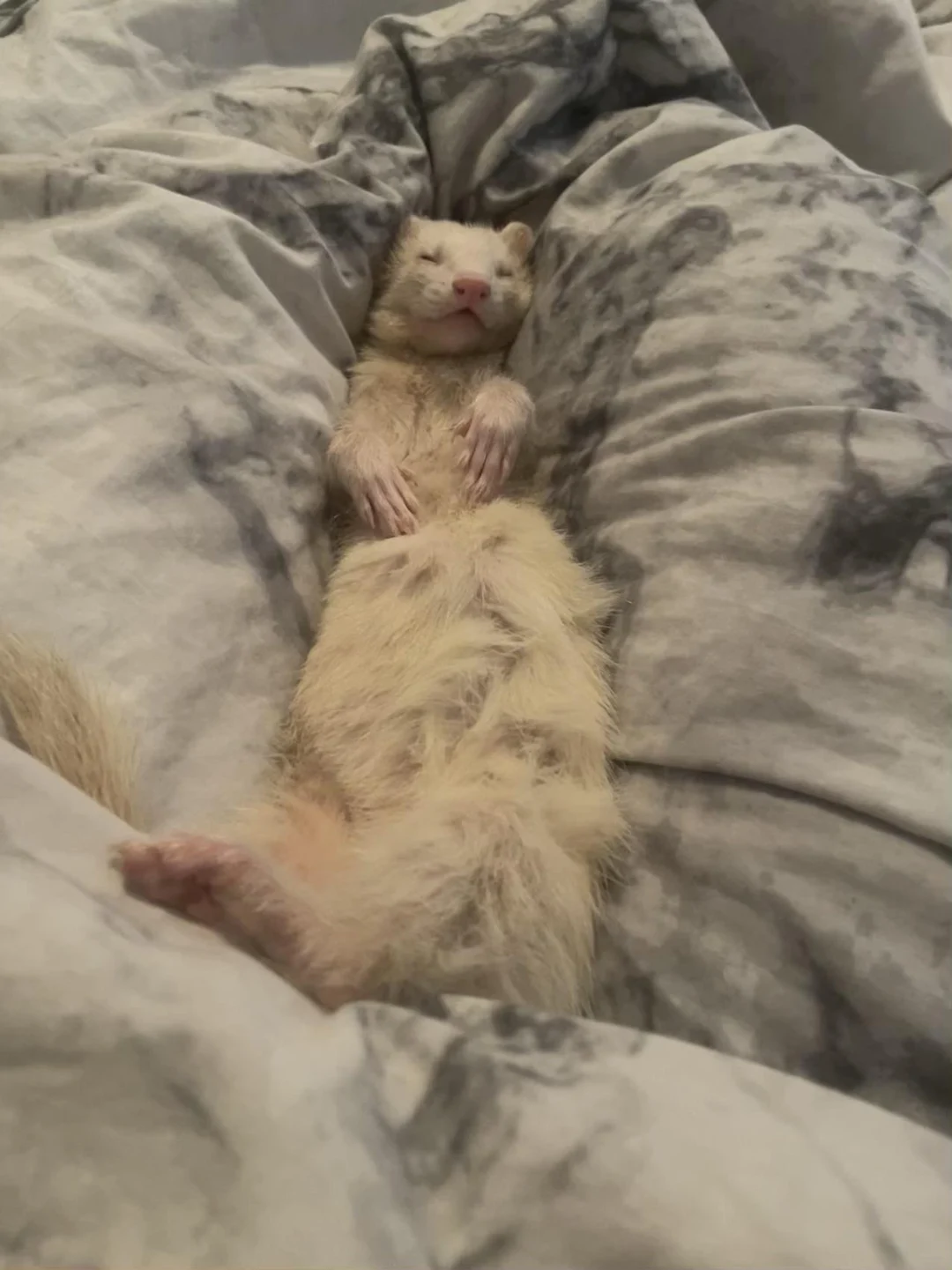 Sleepy beans | Scrolller