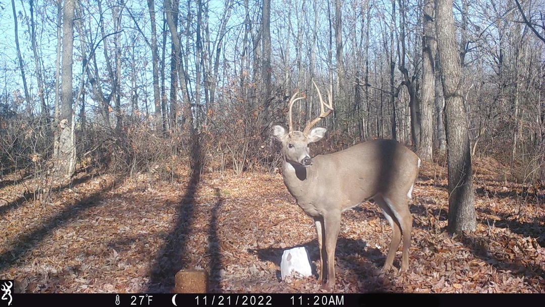 Lopsided Buck | Scrolller