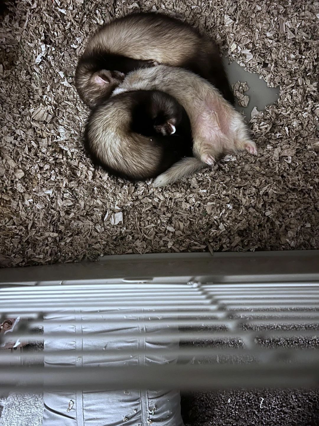 Heart shaped sleepers | Scrolller