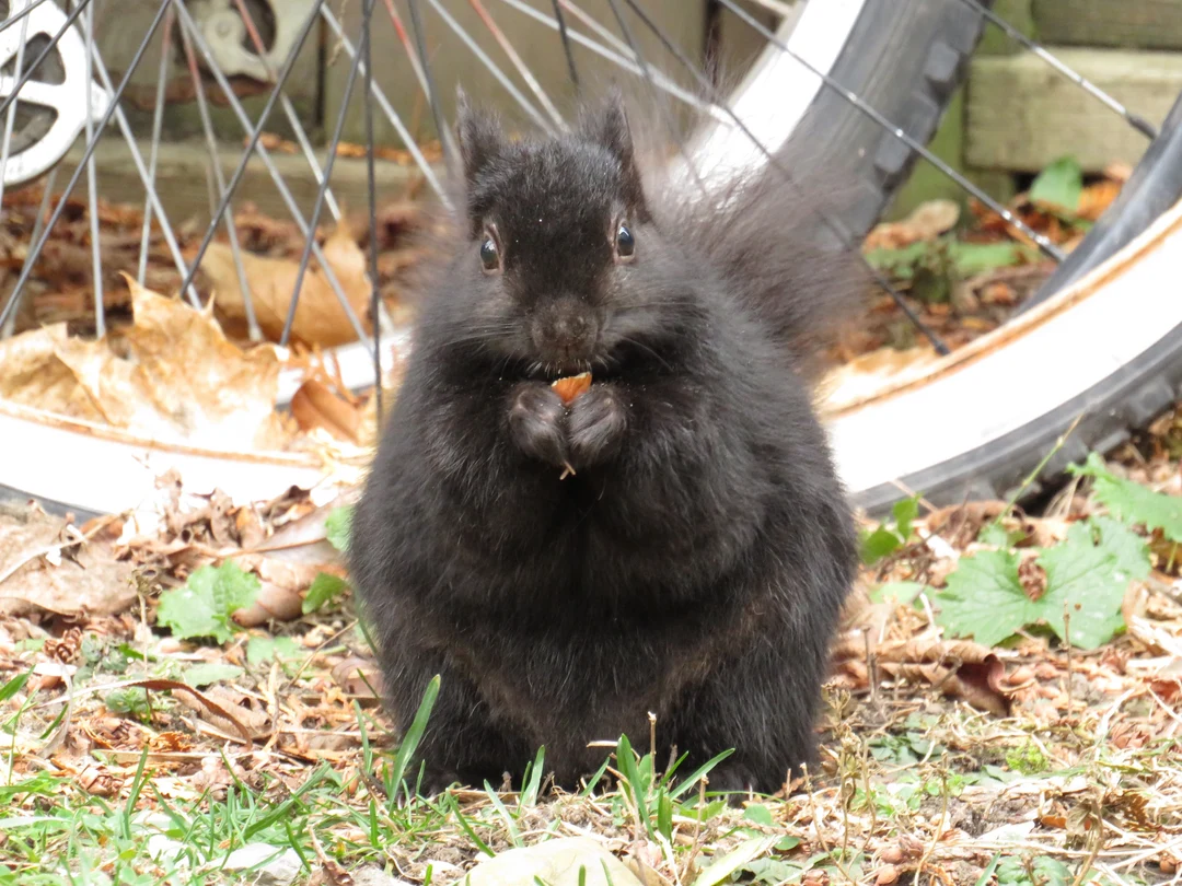 Big shaggy chunky boy. | Scrolller