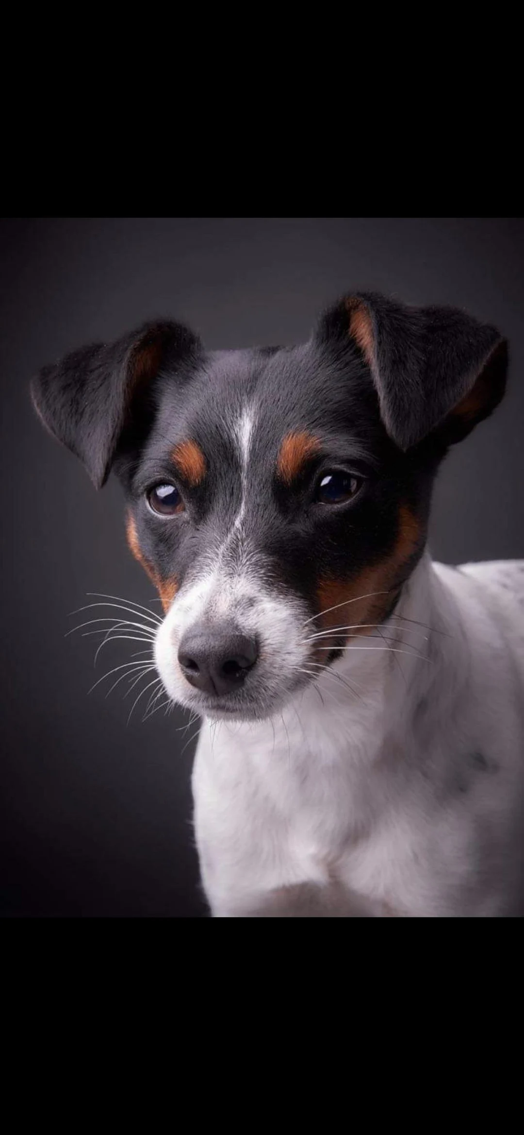 Photoshoot w my doggo | Scrolller