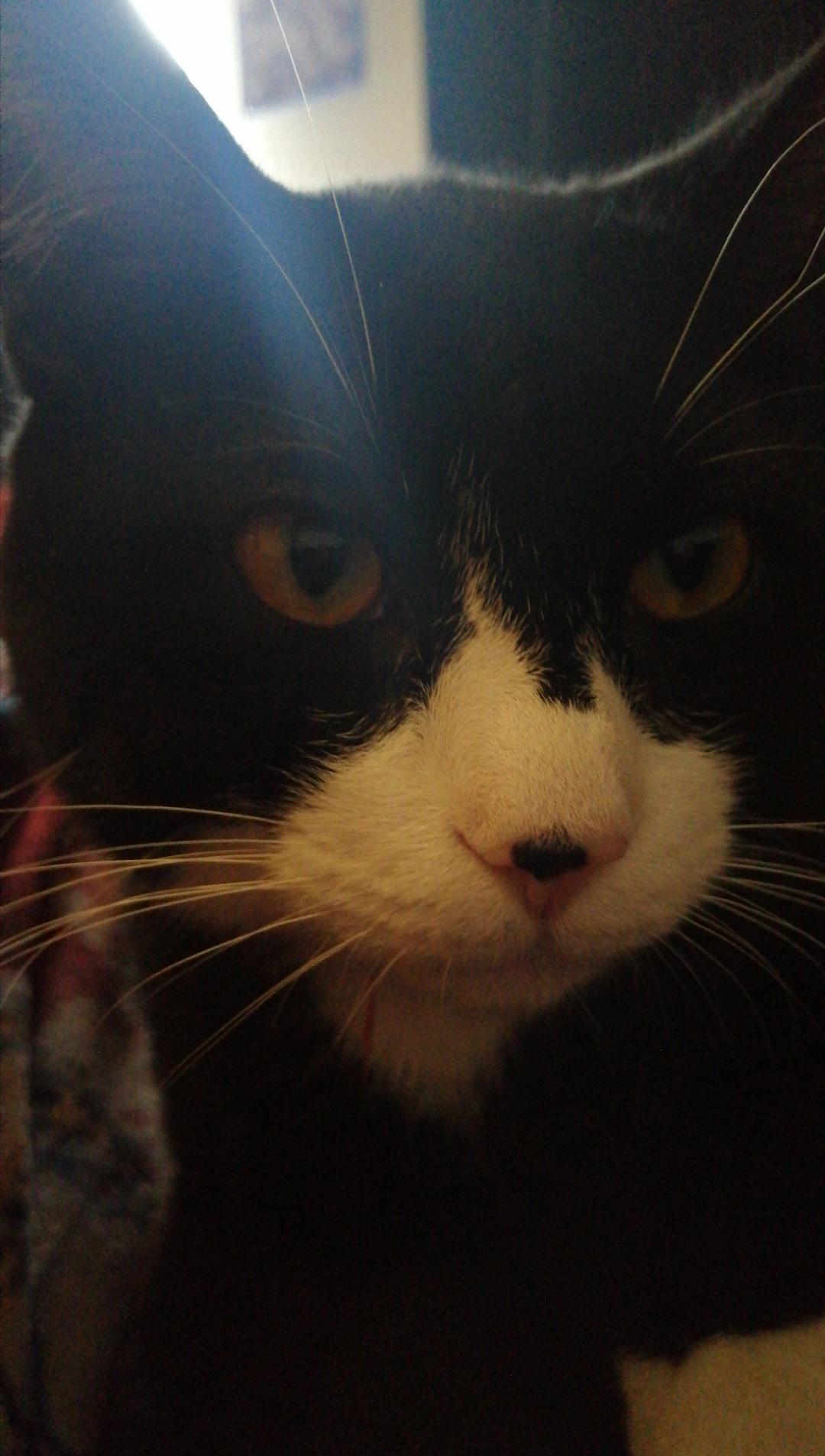 Baby Beans showing off his boop button on his nose. | Scrolller