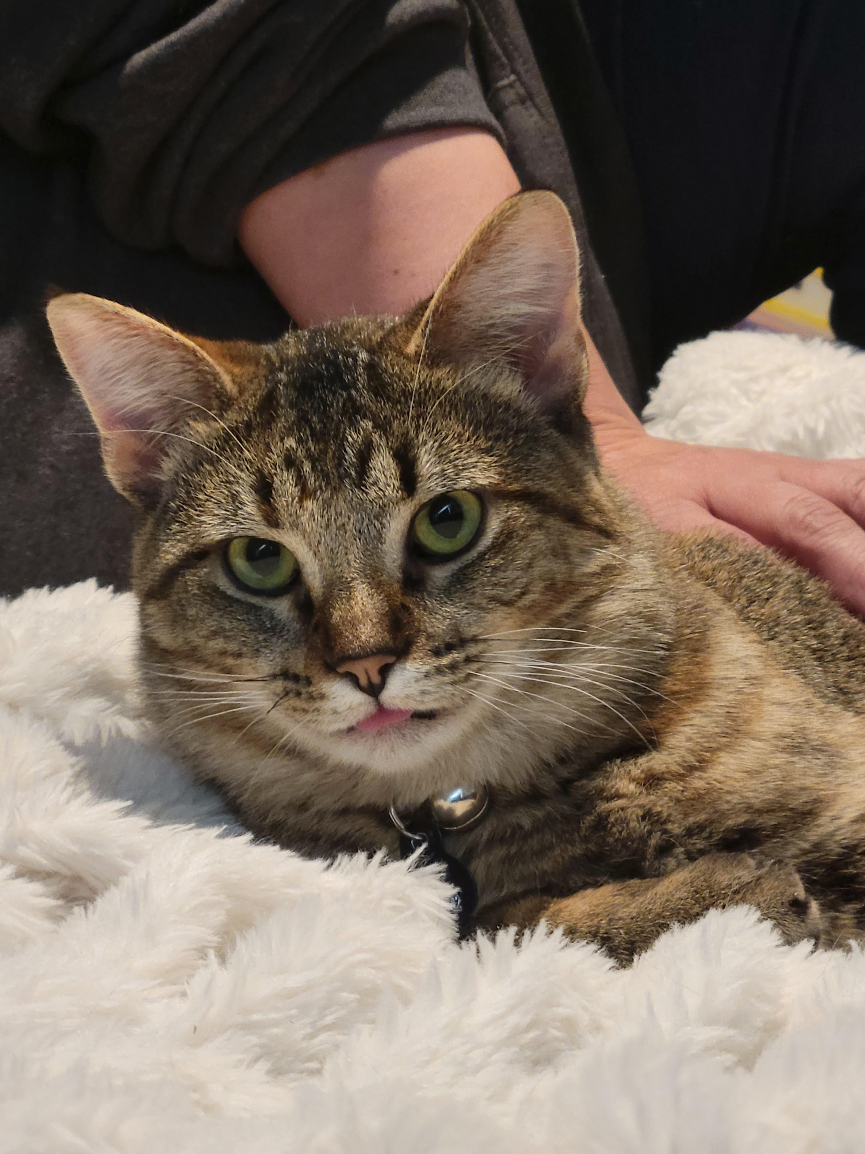 Tiny Tigress Blep | Scrolller