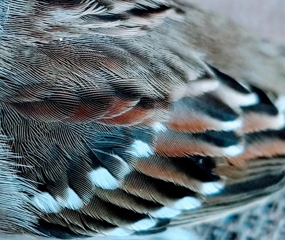 Close-up of white-crowned sparrow wing | Scrolller