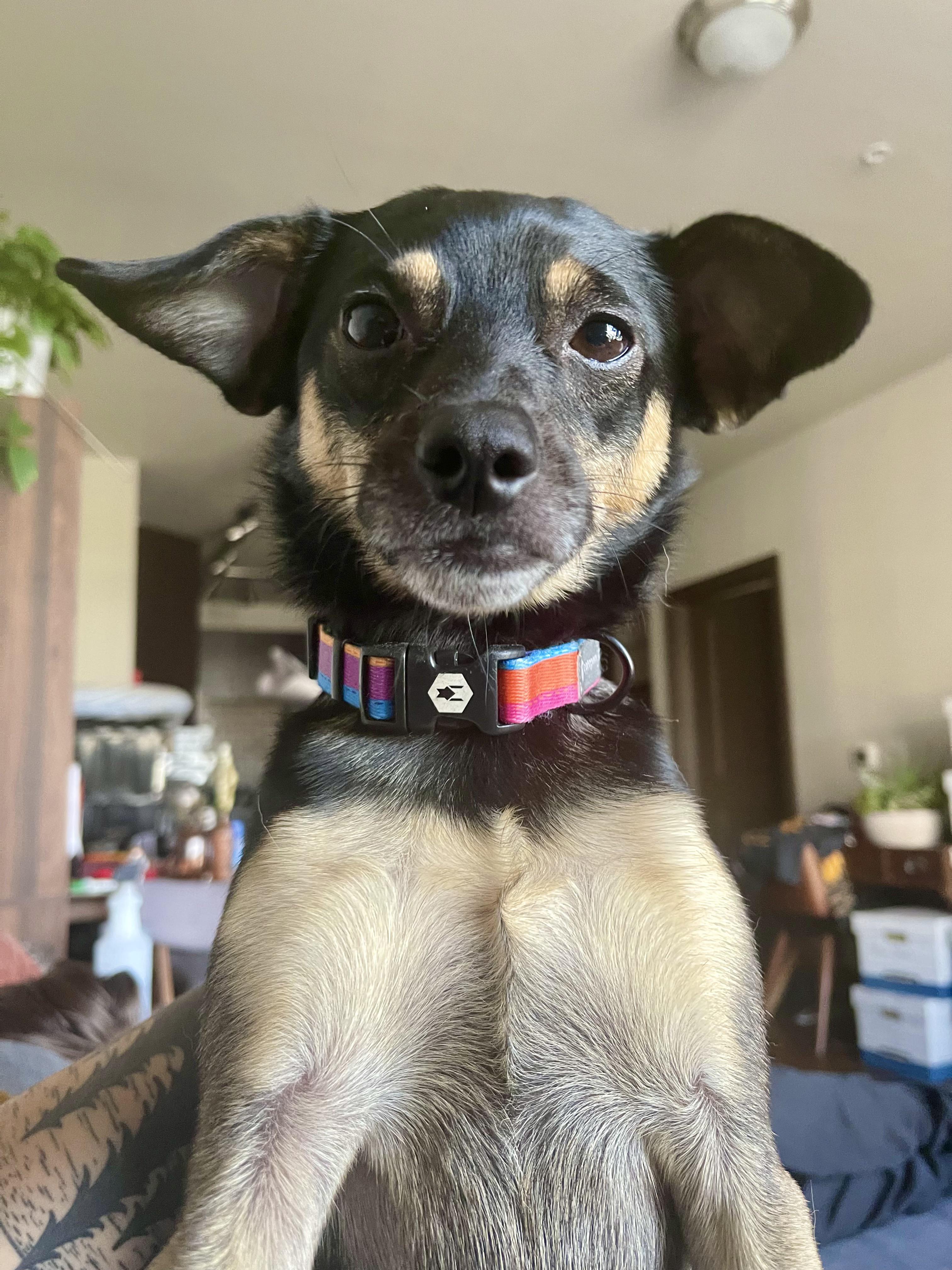 The “is it time to play fetch?” look I get every morning | Scrolller