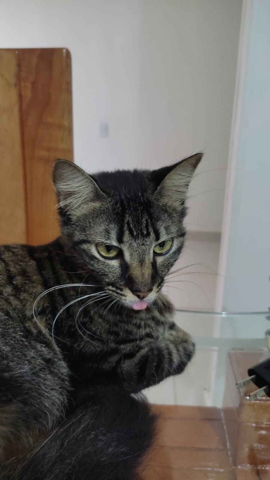 Your BLEP! | Scrolller