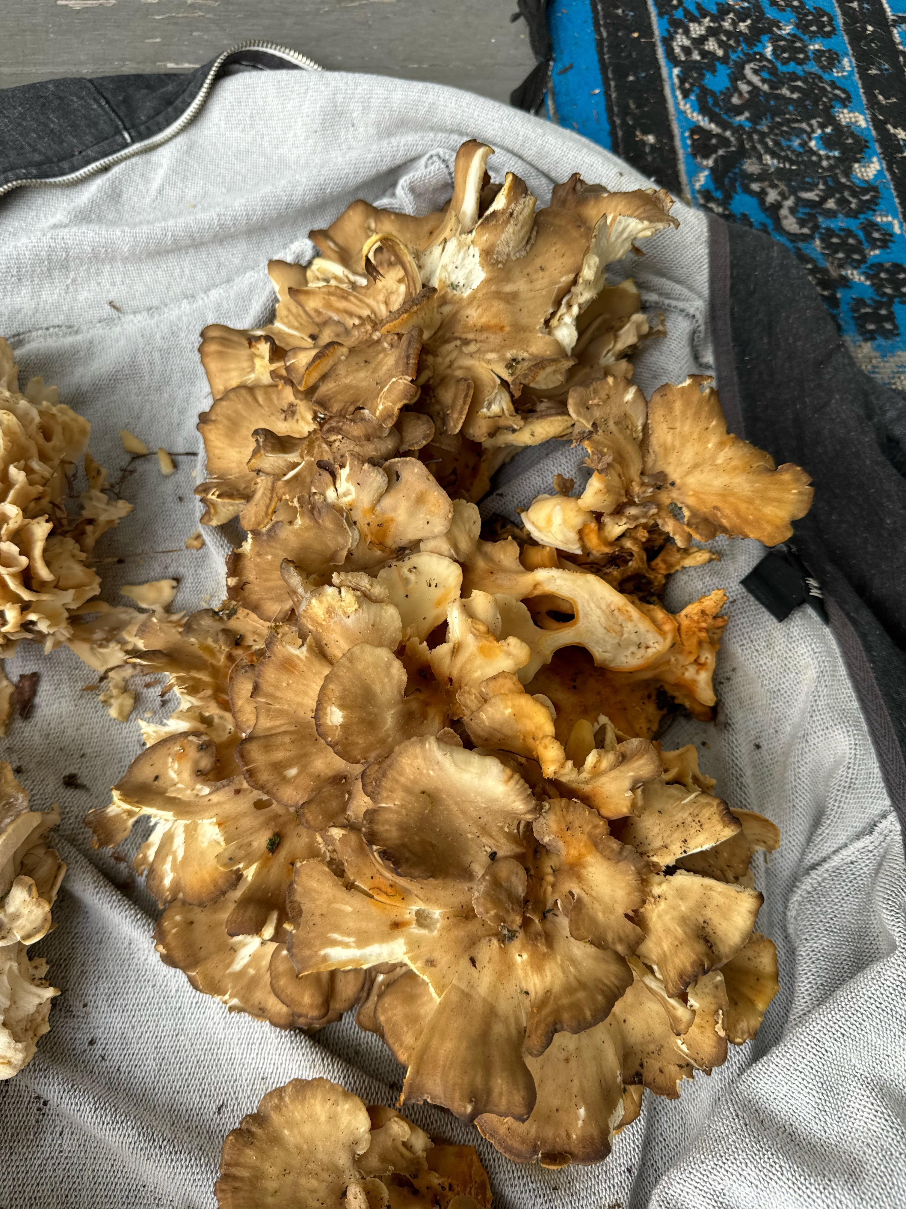 Hen or Chix of the Woods? EDIBLE? | Scrolller