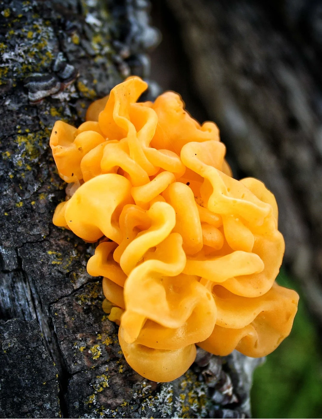 Witches' butter | Scrolller