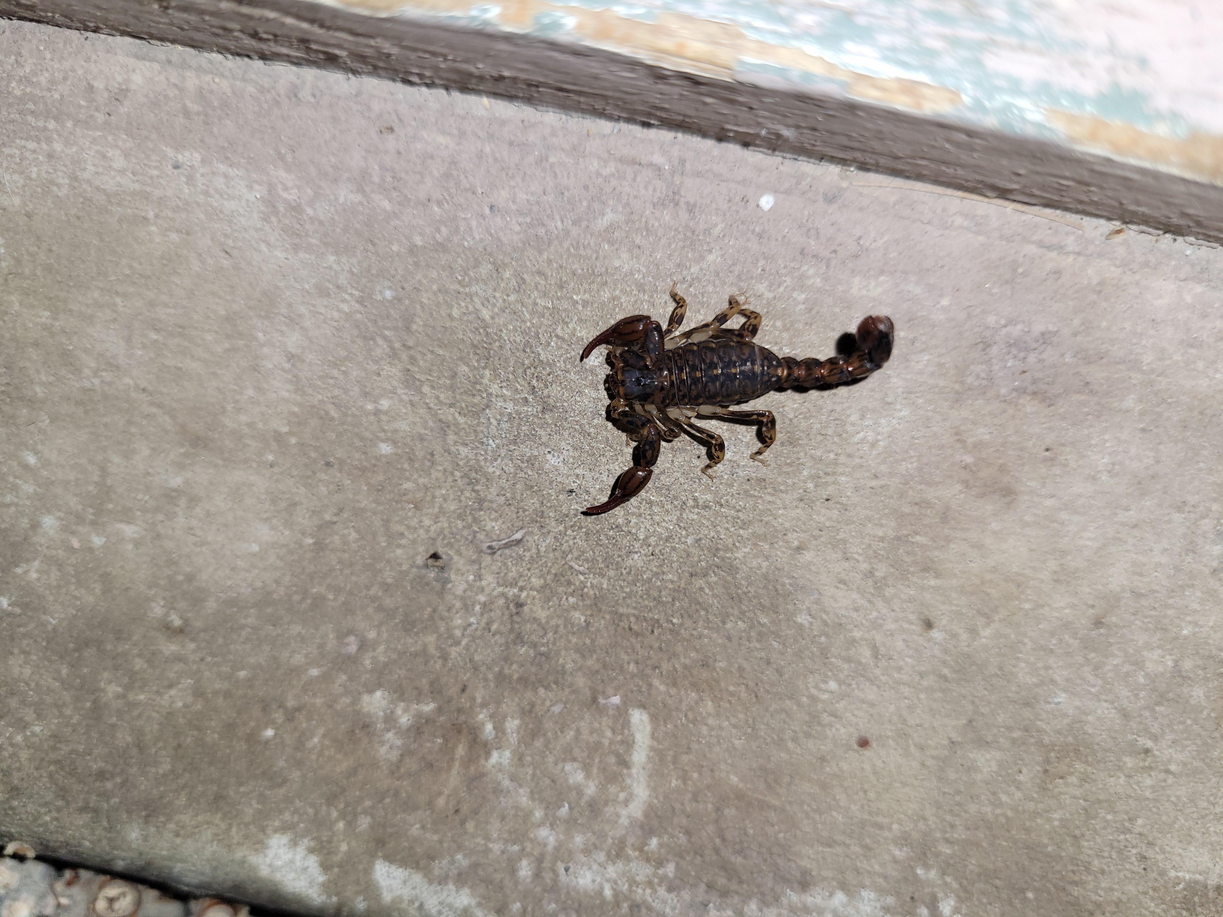 What is this scorpion? Sydney NSW | Scrolller