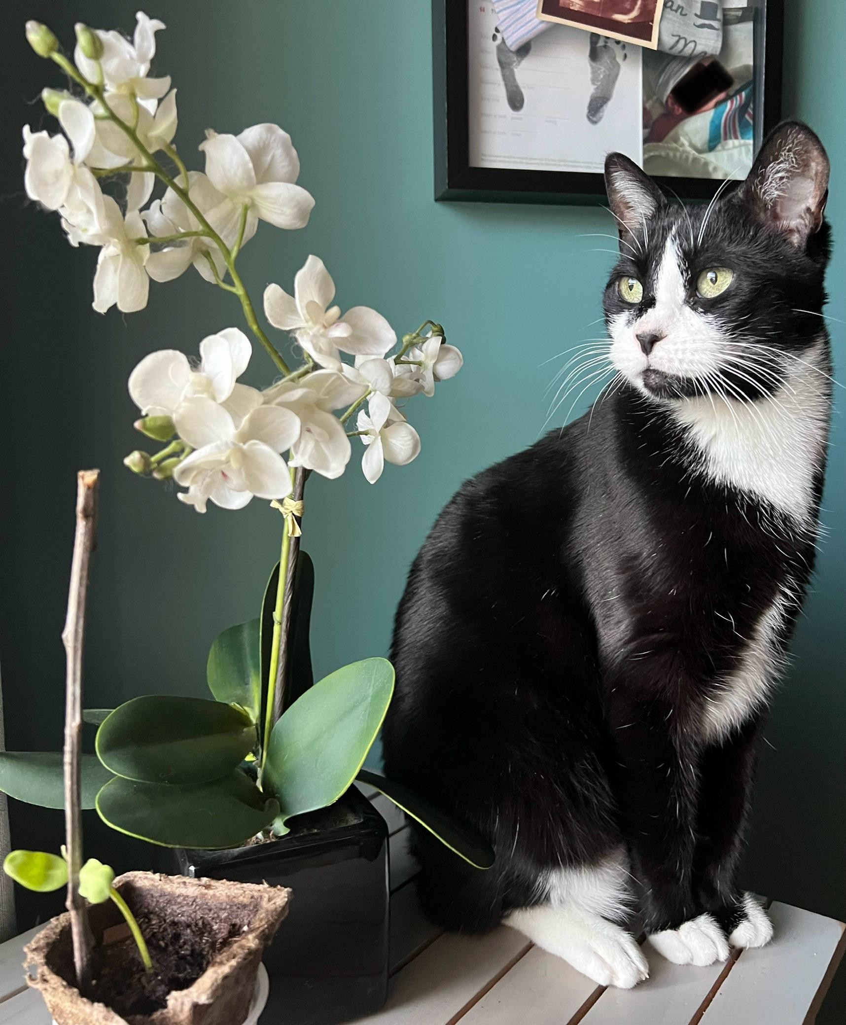 Majestic. | Scrolller