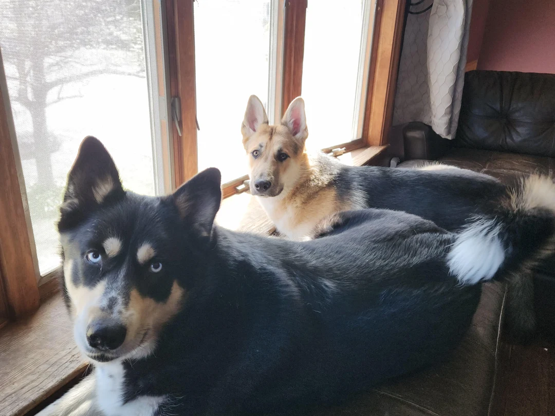 Arya on left (Husky/Australian Shepherd) and Ezekiel on right (Husky/German Shepherd) | Scrolller