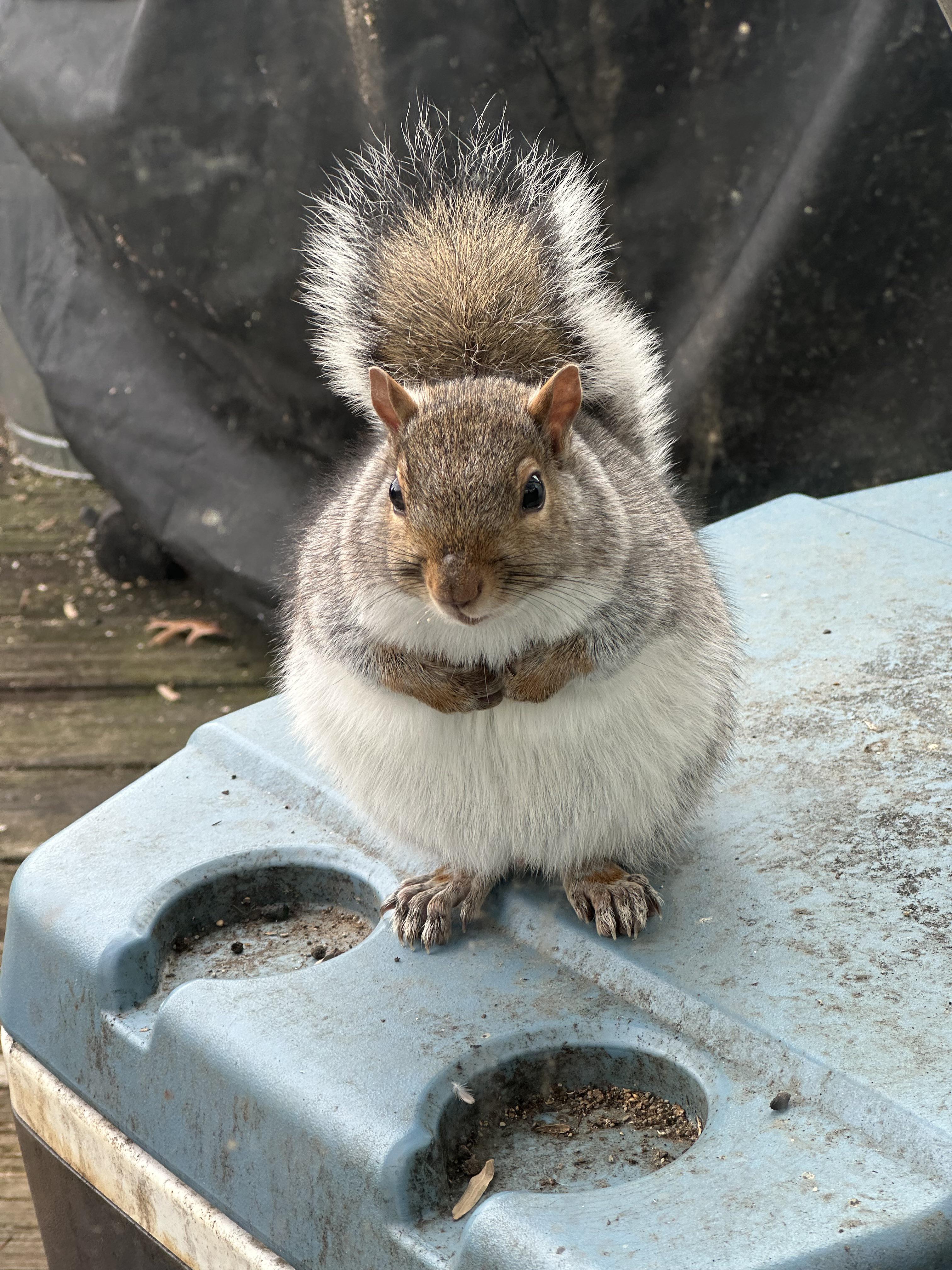 Please sir, may I have another peanut? | Scrolller