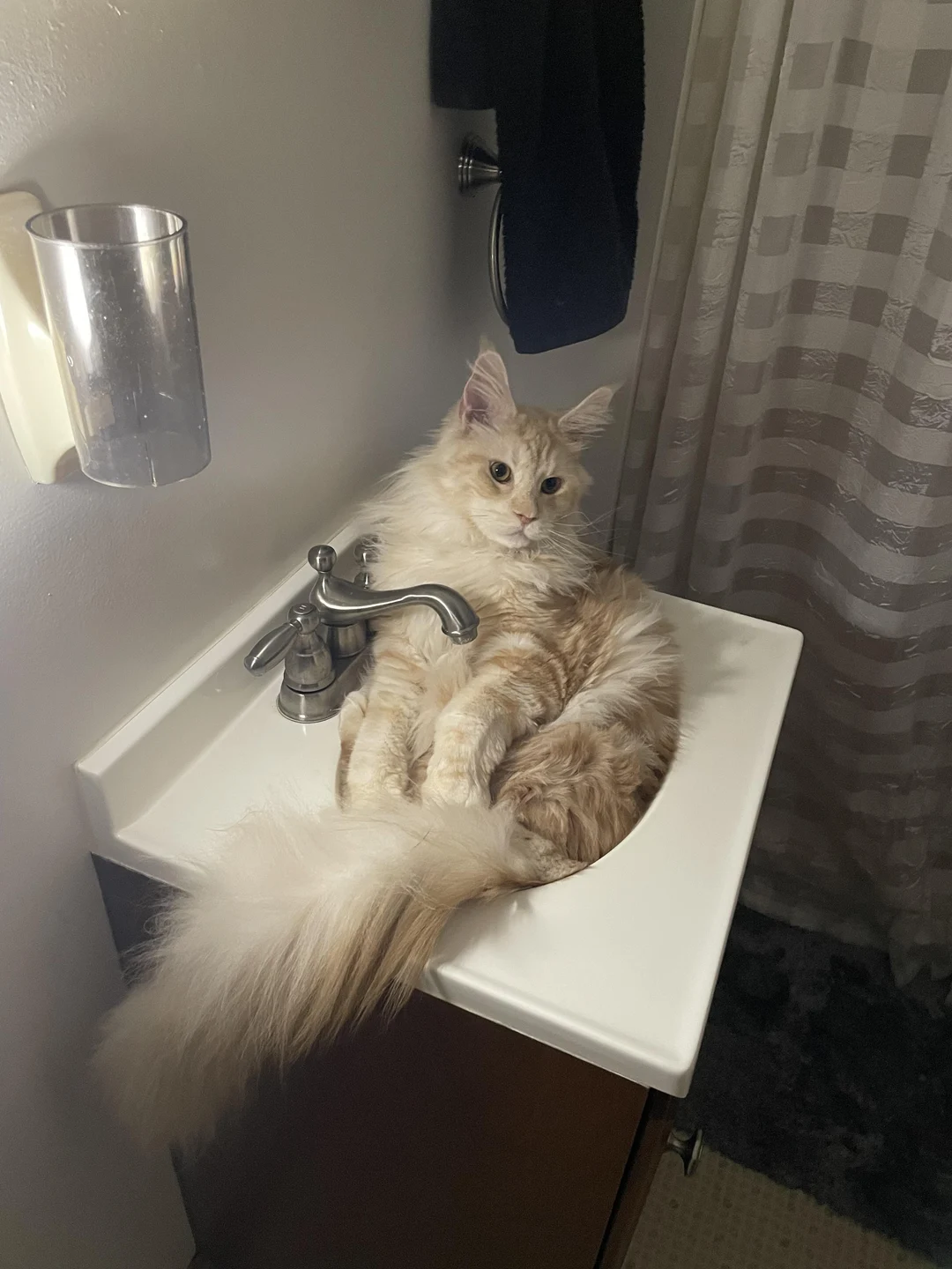 Every morning I go to the bathroom to find this. | Scrolller