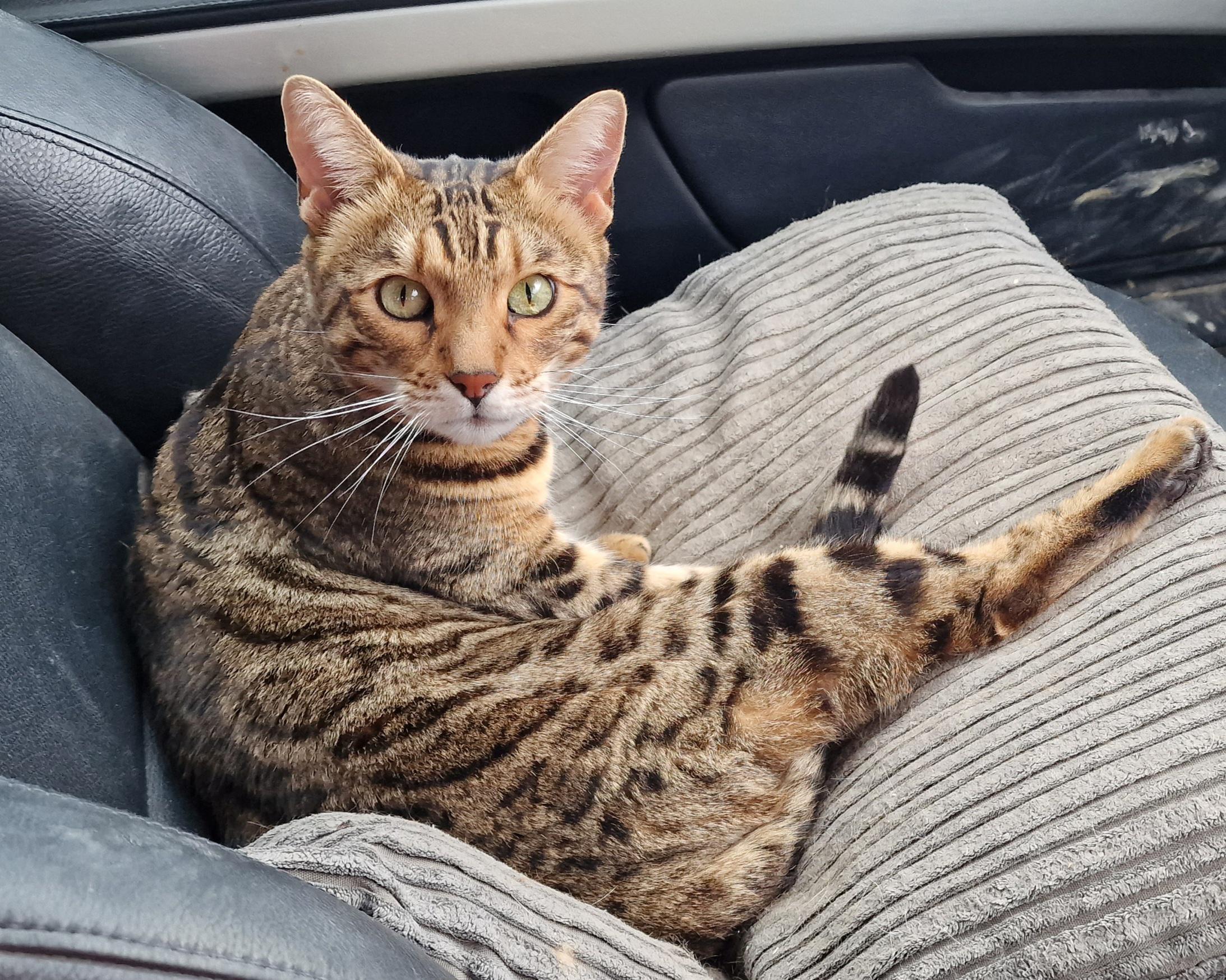 Chillin' in the passenger side ️ | Scrolller