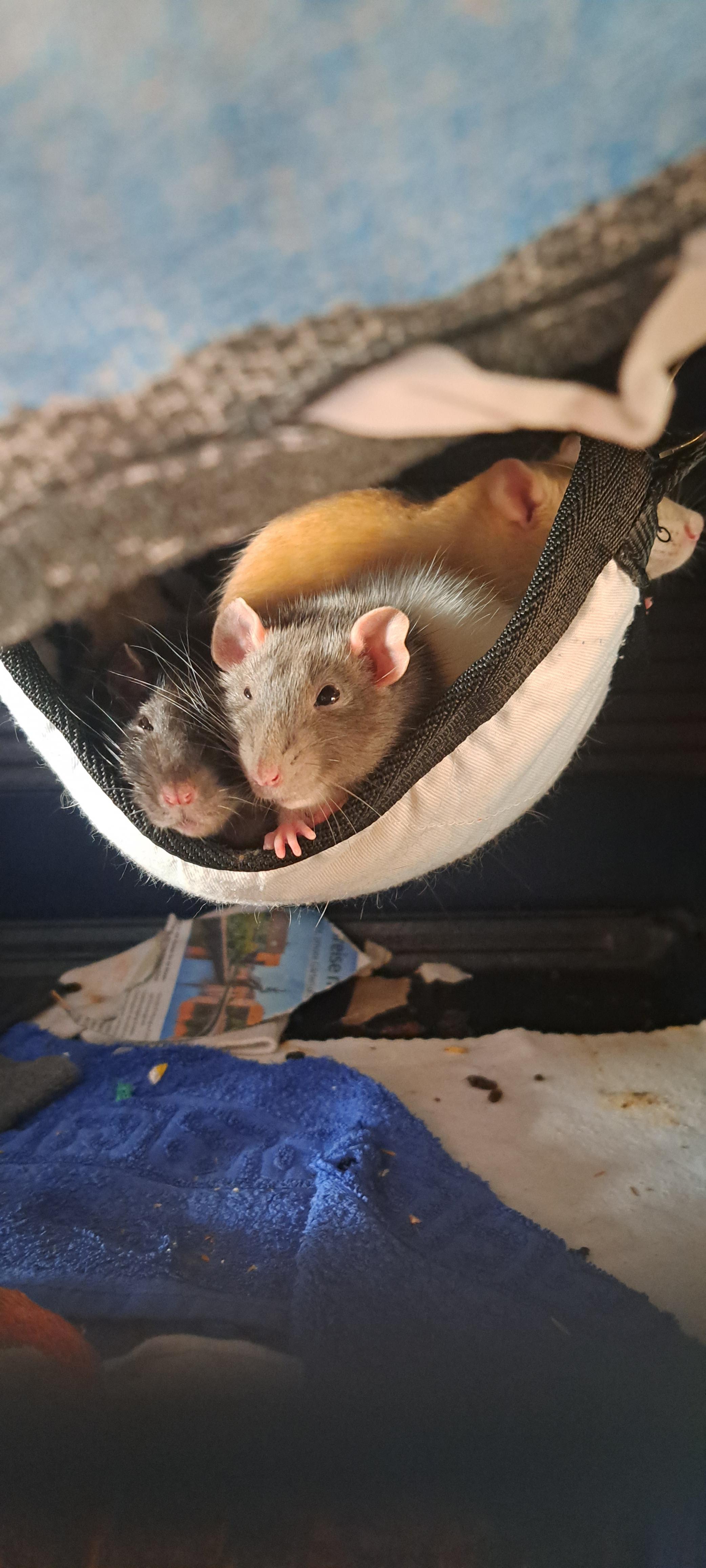 the love i have for my rats is enormous | Scrolller