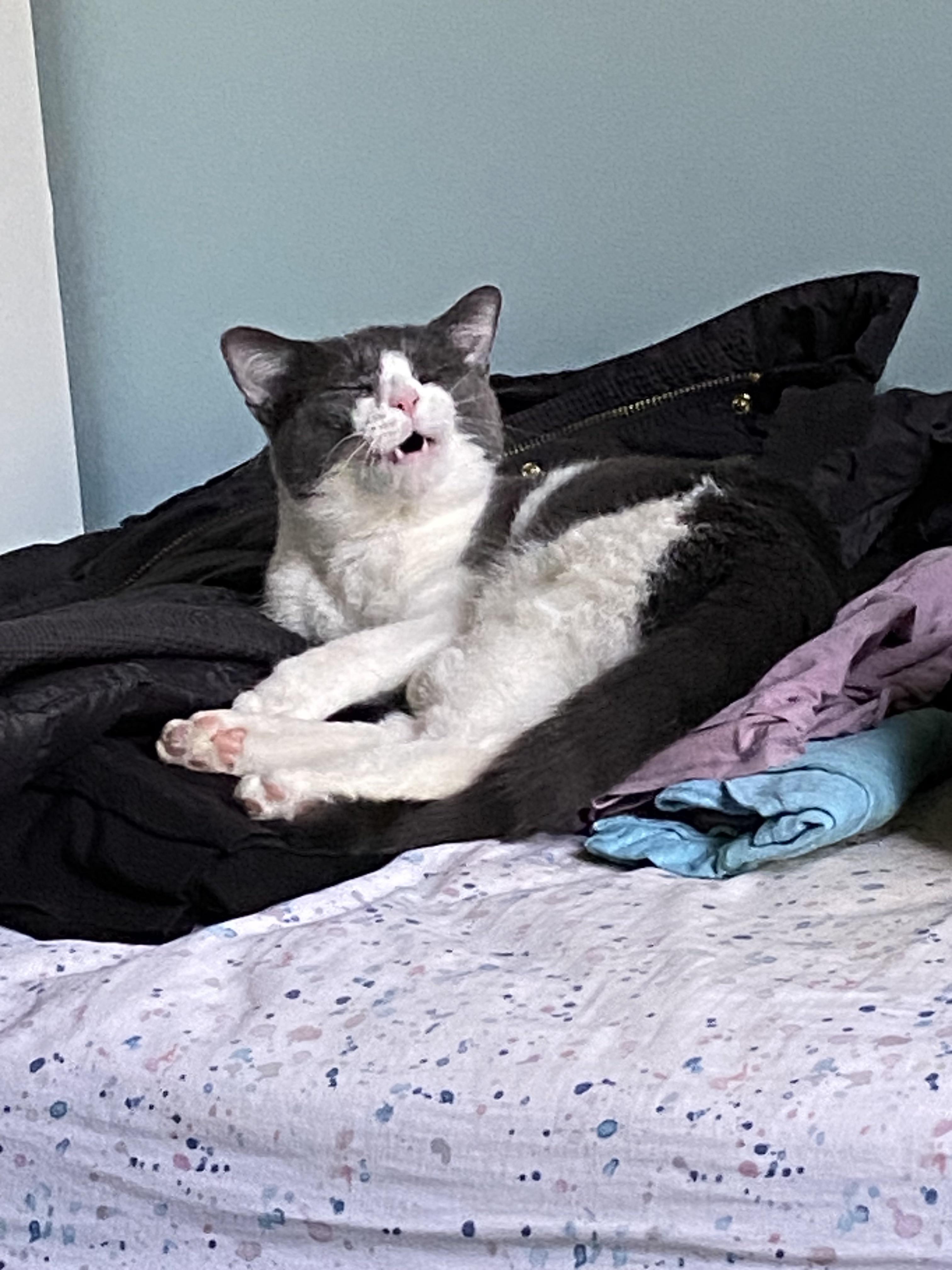 Tried to take a pic mid yawn but then this happened | Scrolller