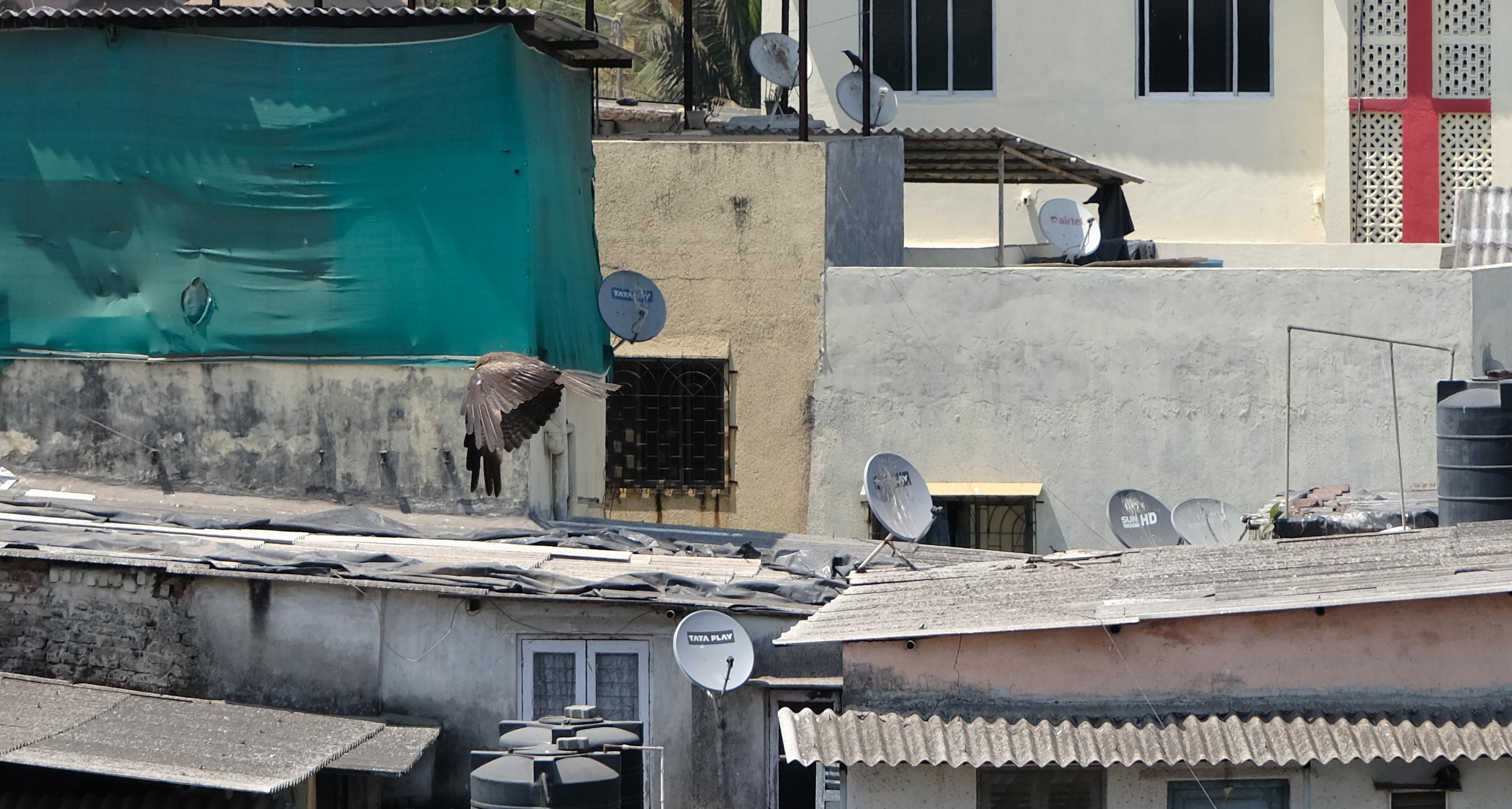 i caught a blob | Scrolller