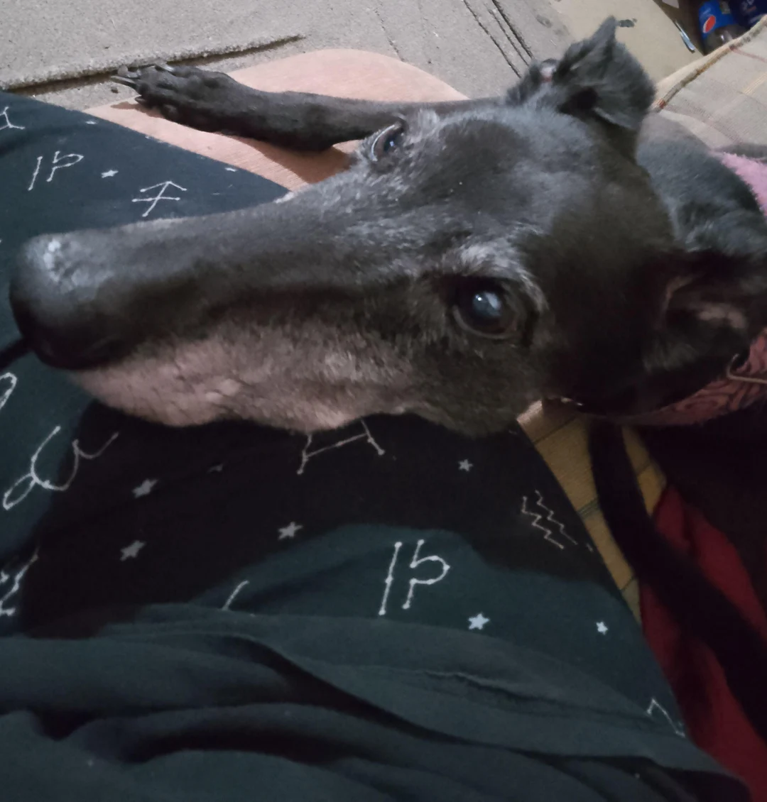 Still demanding cuddles in the heatwave | Scrolller