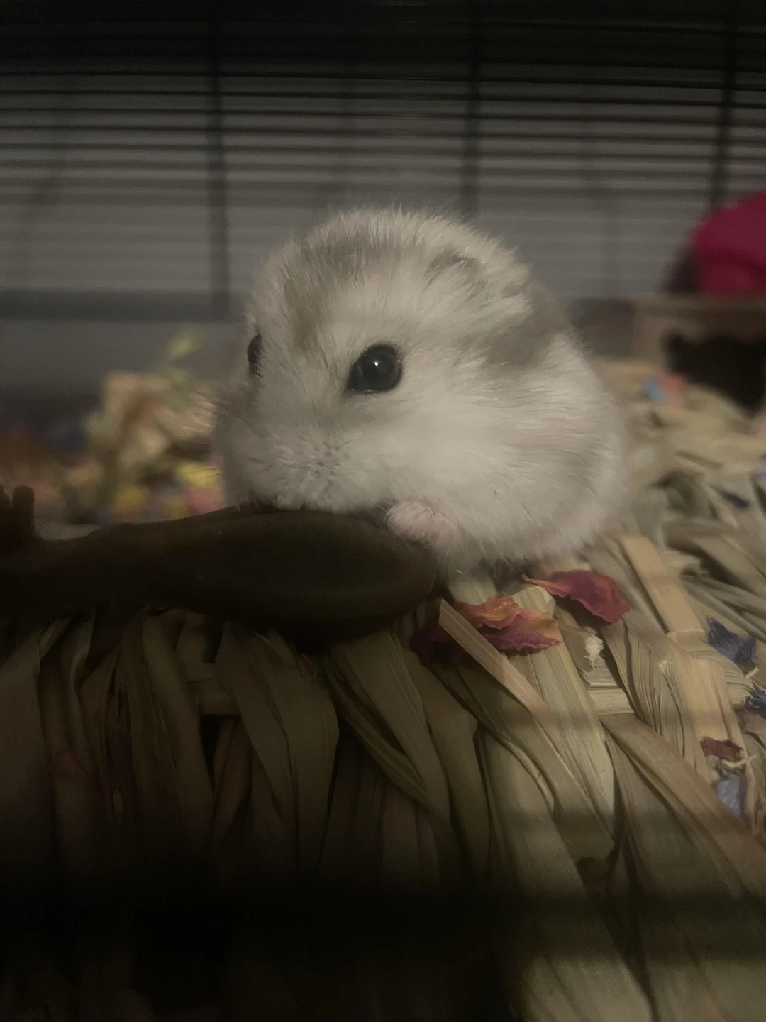 Hamster behaviour | Scrolller