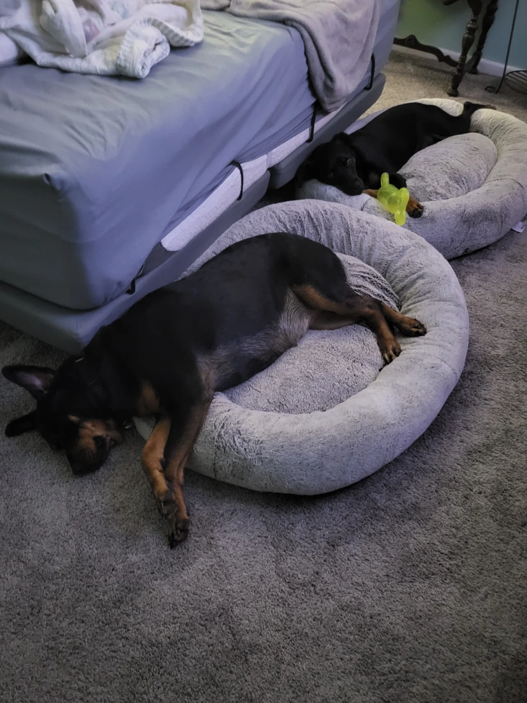 Queen Emma is passed out and Little Roxy took her toy to bed | Scrolller