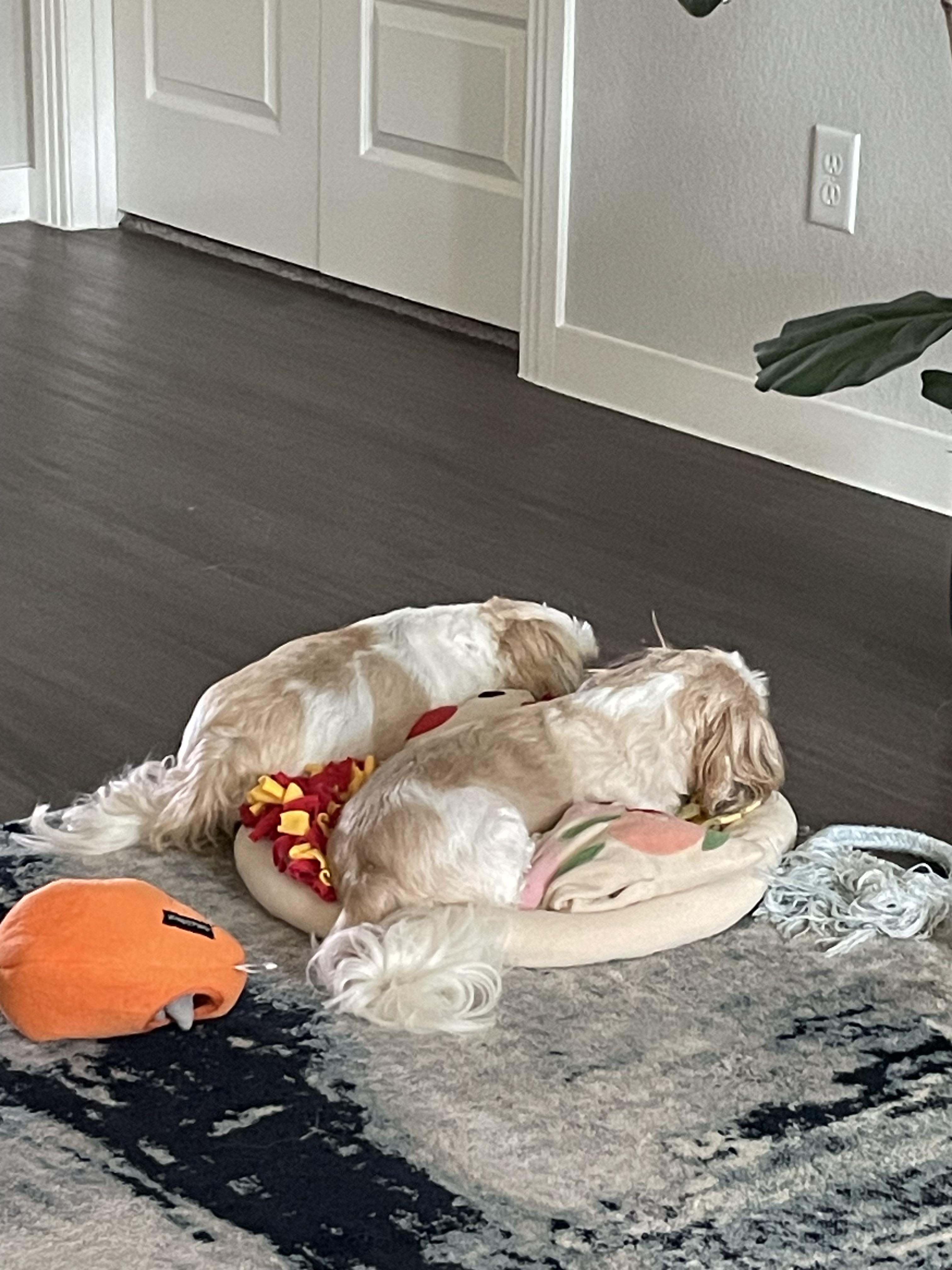 🐶Guessing Game! 🐶 | Scrolller