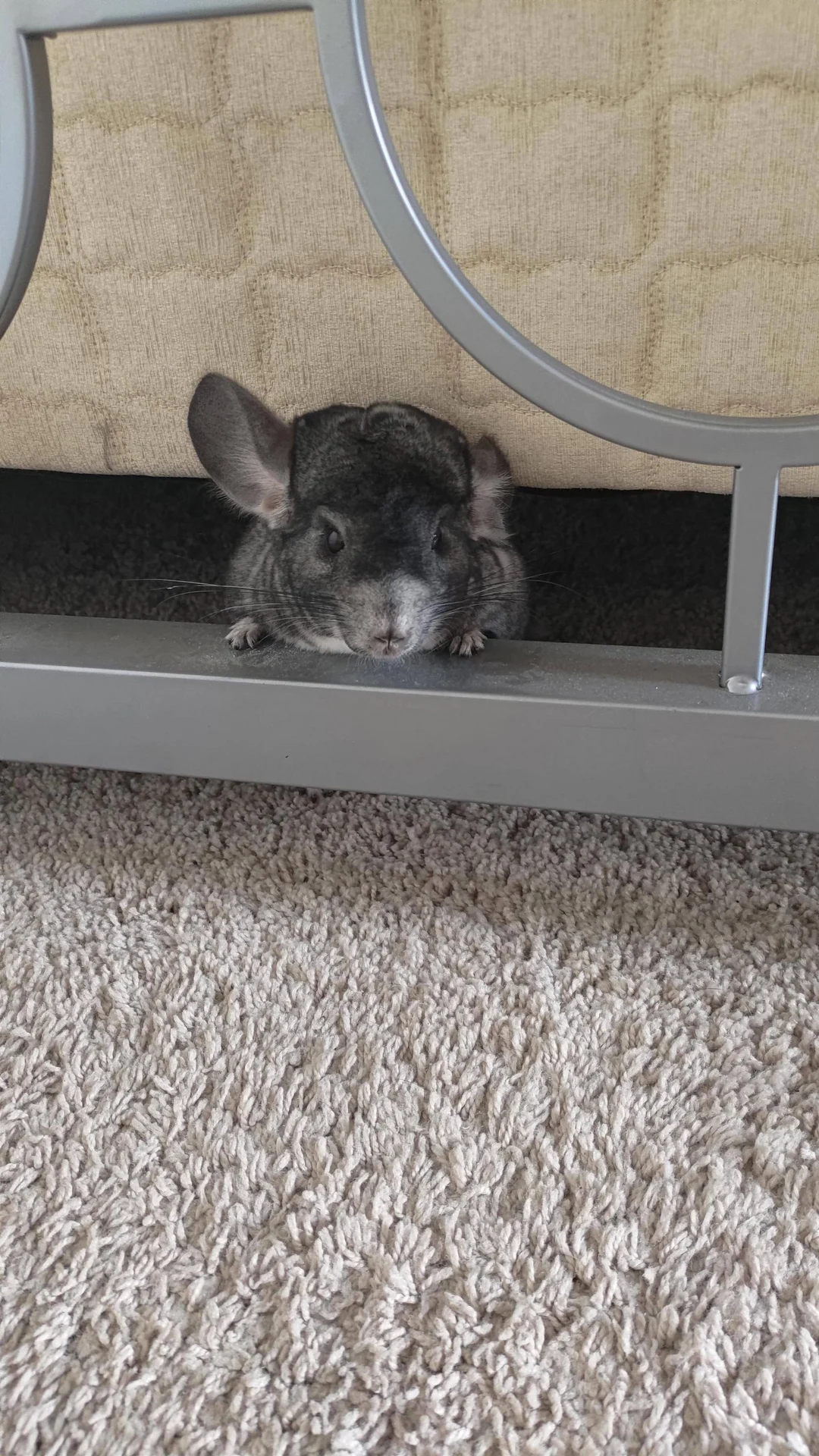 Bijou under the bed, what crimes will she commit? | Scrolller