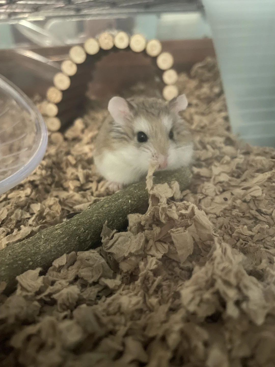 Do you think our hamsters know what love is? | Scrolller