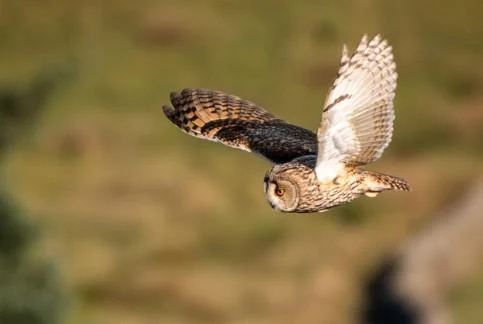 long eared owl.. | Scrolller