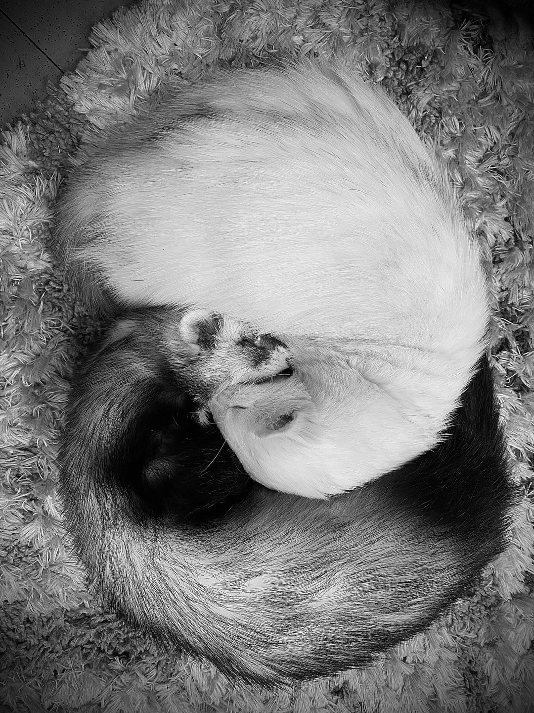 Yin and Yang ☯️ | Scrolller