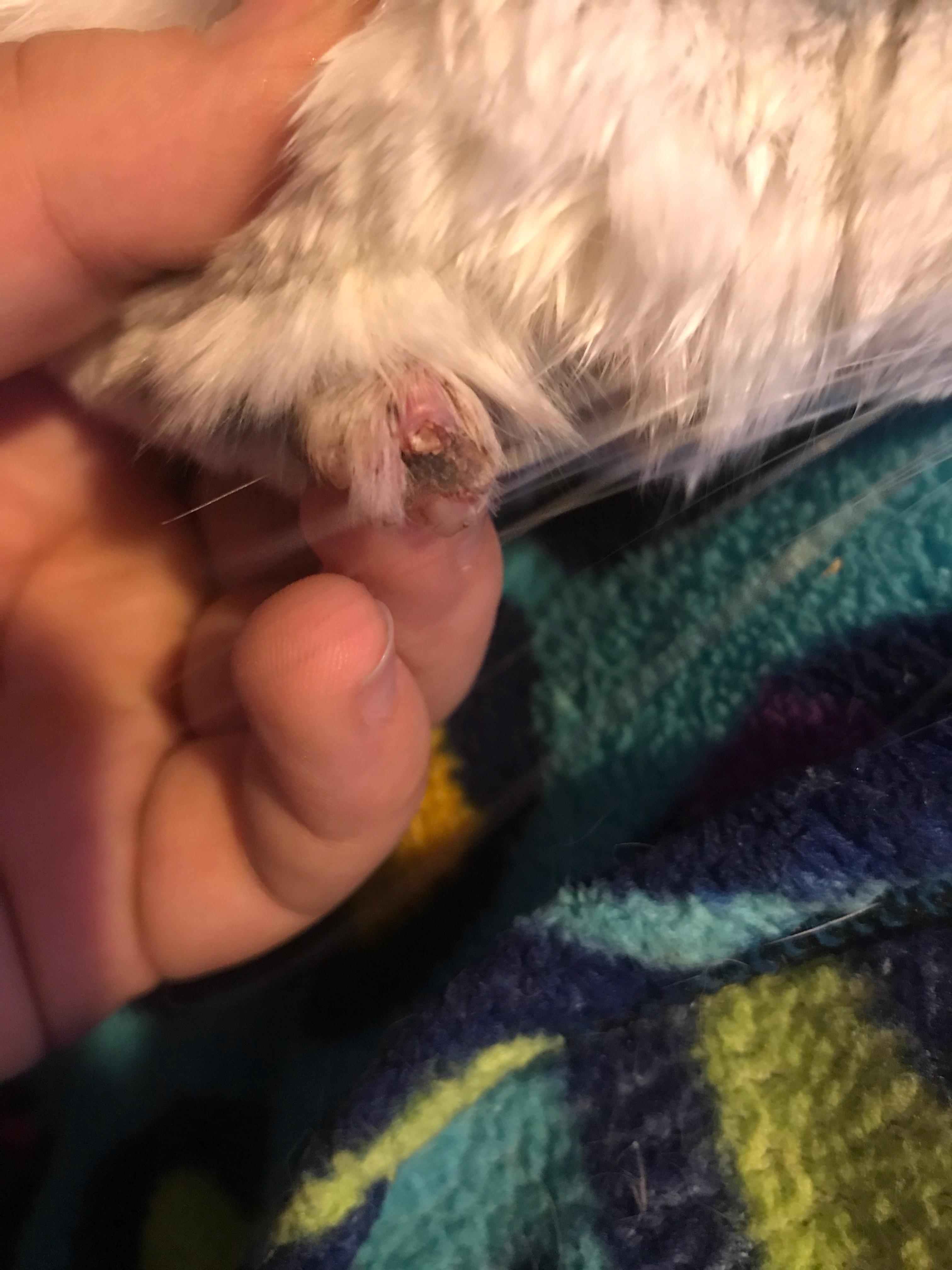 Discover more like Chinchilla: Chinchilla amputated toe and Related Content | Scrolller
