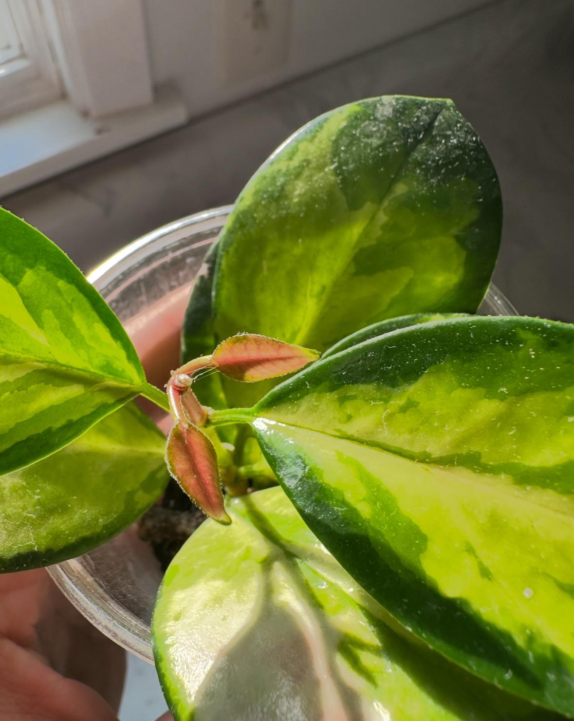 New Hoya growth! | Scrolller