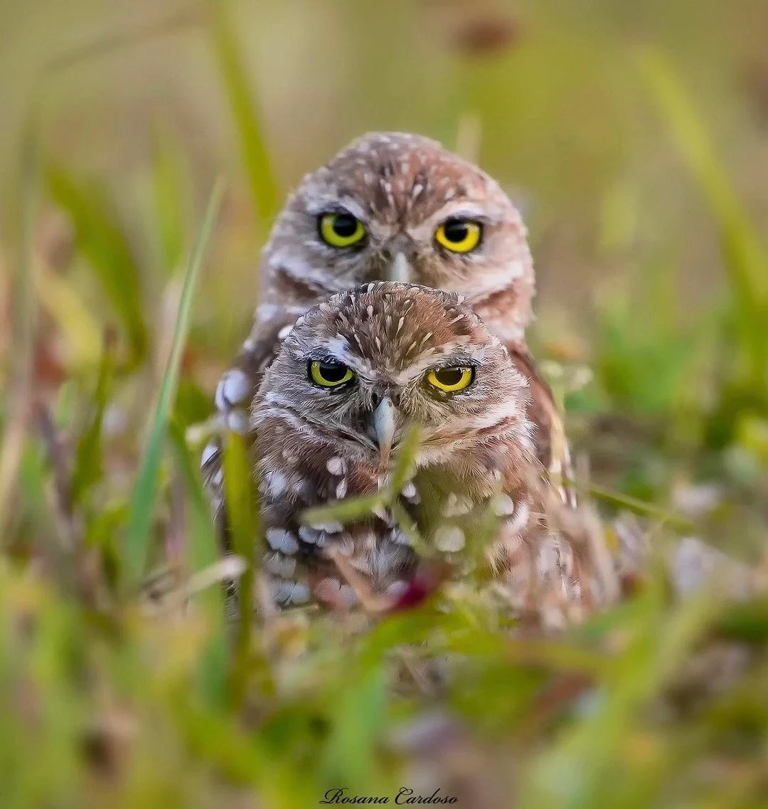 Discover more like Owls: Burrowing Owls and Related Content | Scrolller