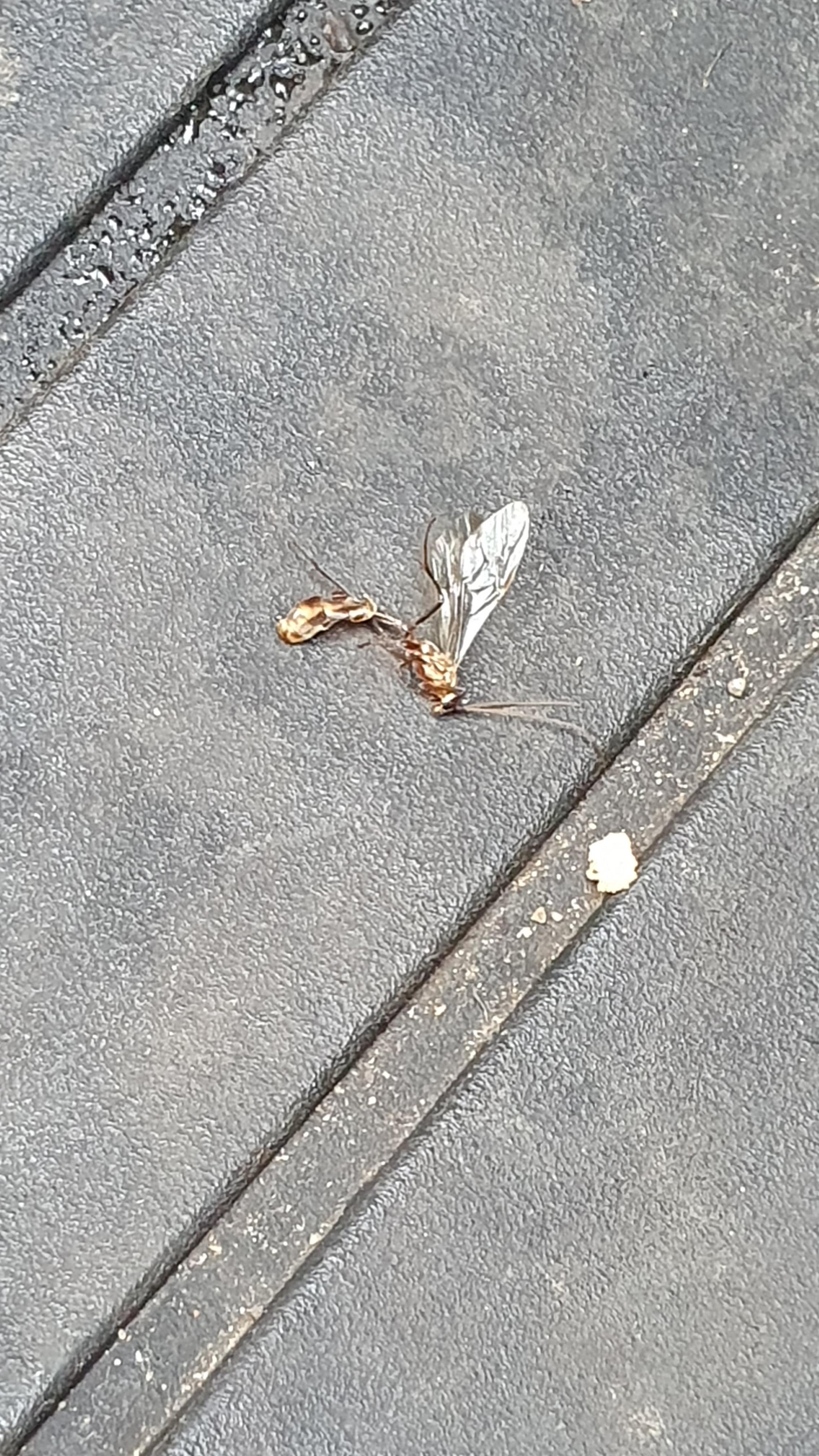 What is this bug? | Scrolller