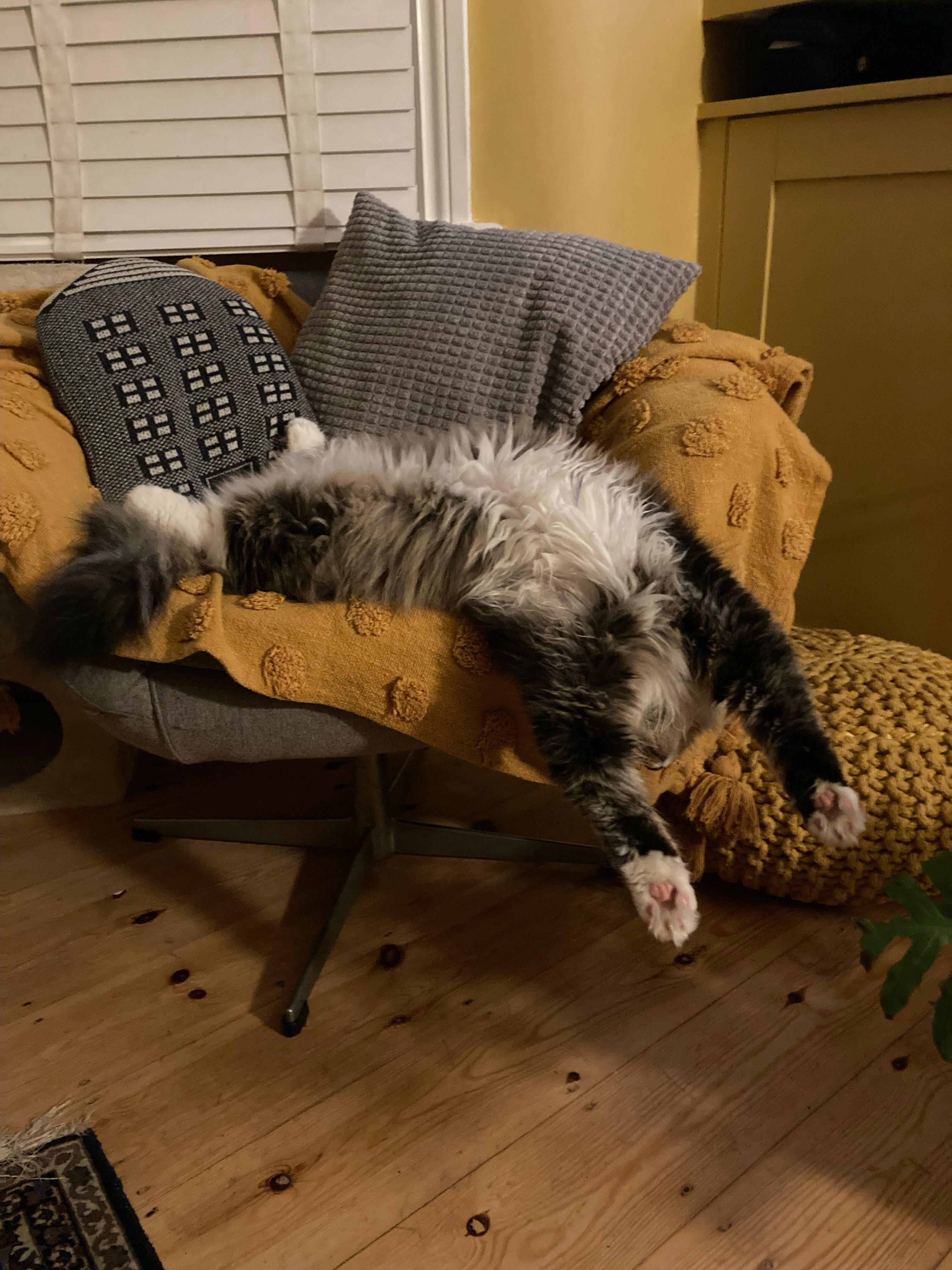 Here's Mochi and his carefree sleeping pose. Such wonderful, silly cats | Scrolller