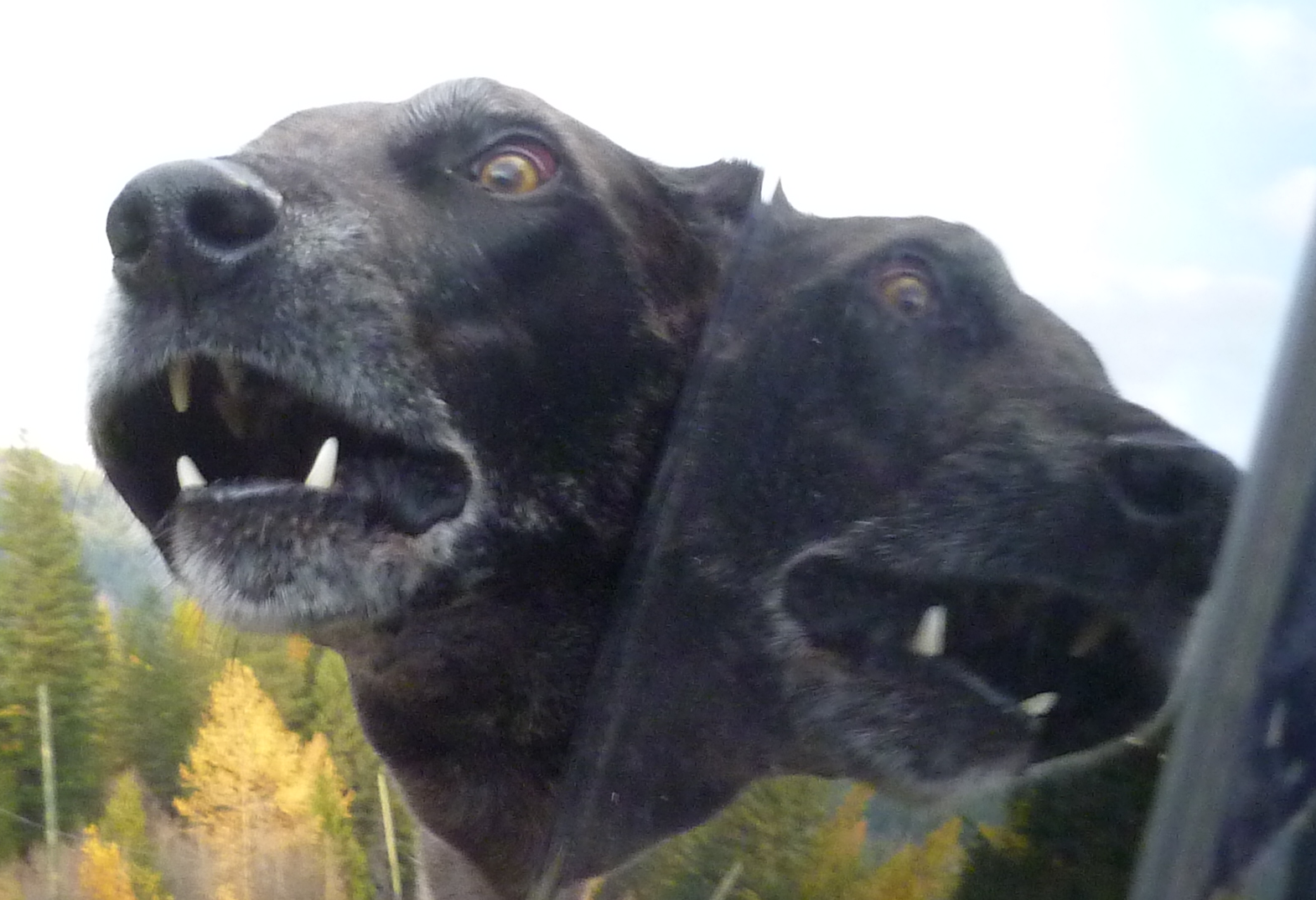 Double Derp | Scrolller