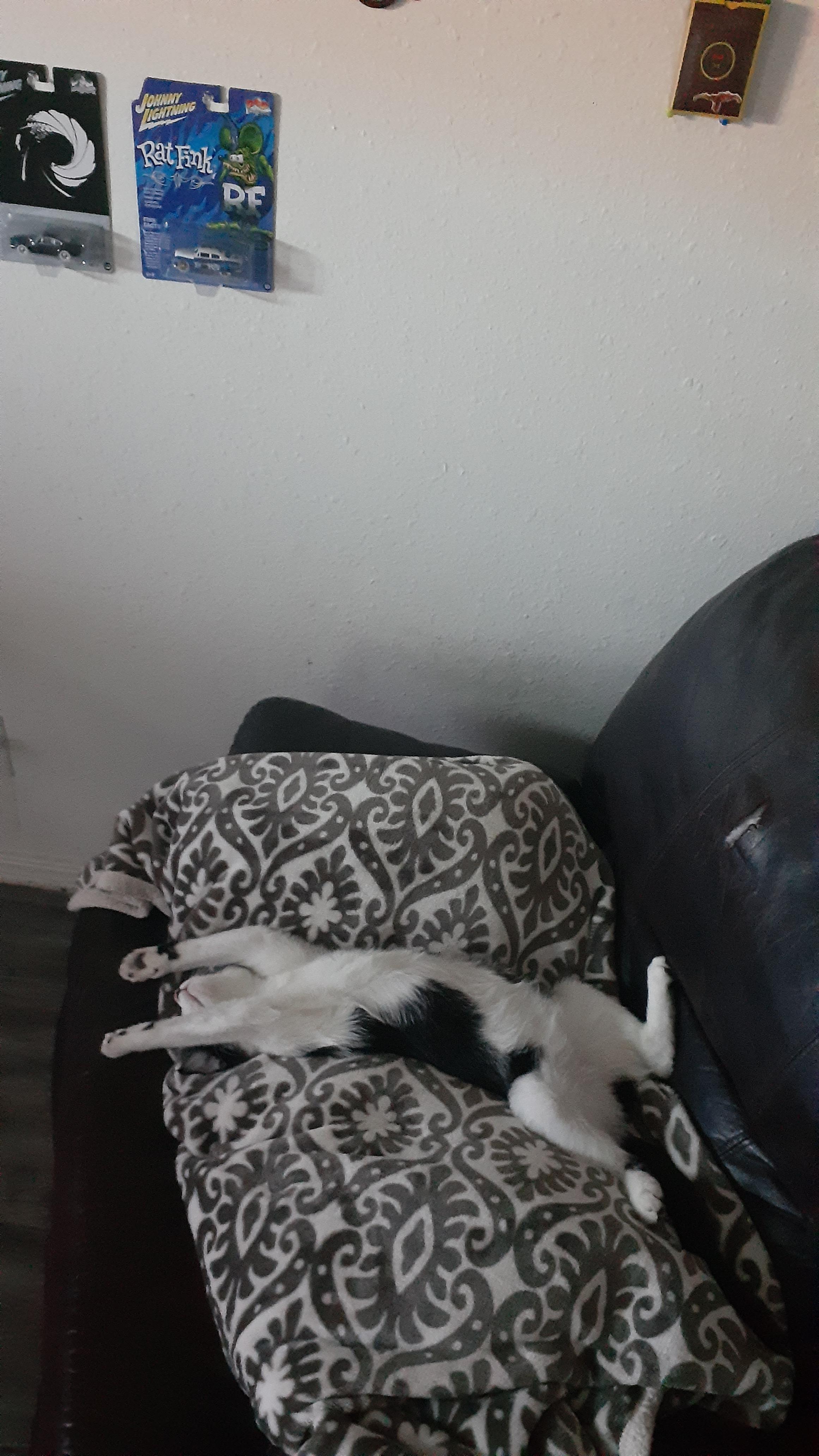 lol one lol tummy scratch and she would be more than mildly started 🤣 | Scrolller