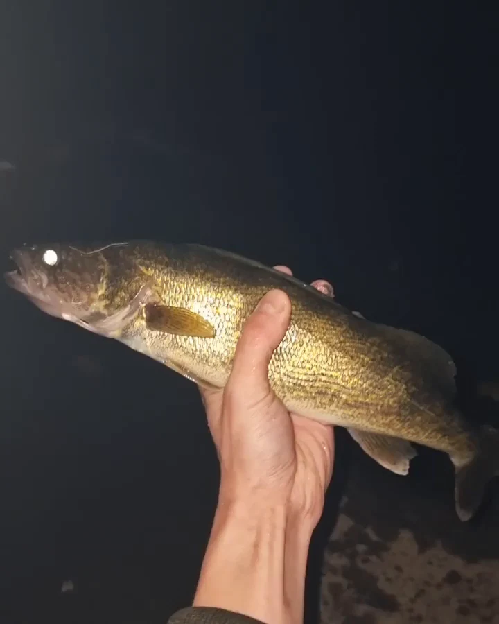 Finally caught my first walleye! | Scrolller