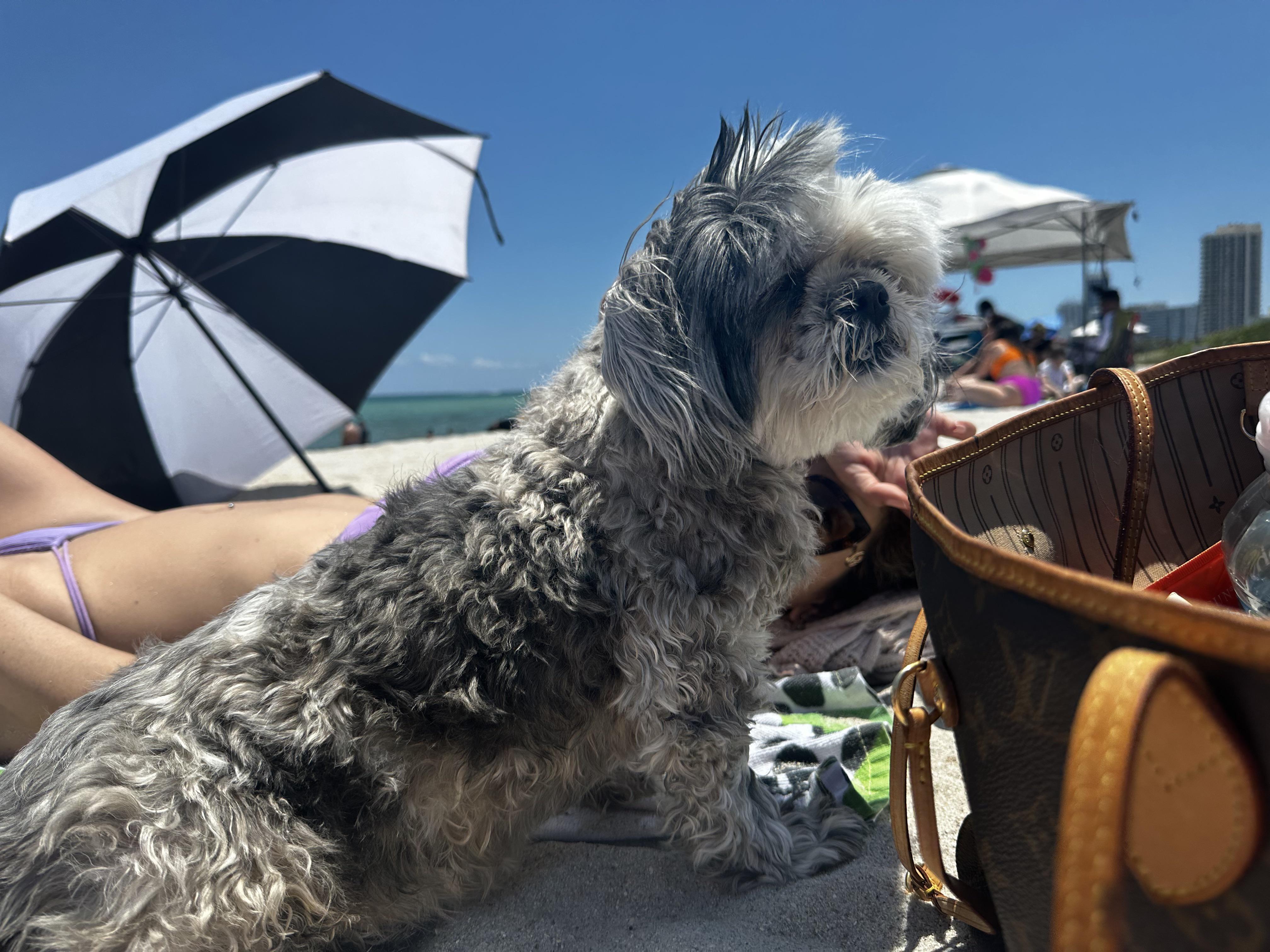 Beach-Tzu | Scrolller