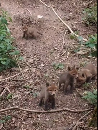 Spring with foxes | Scrolller