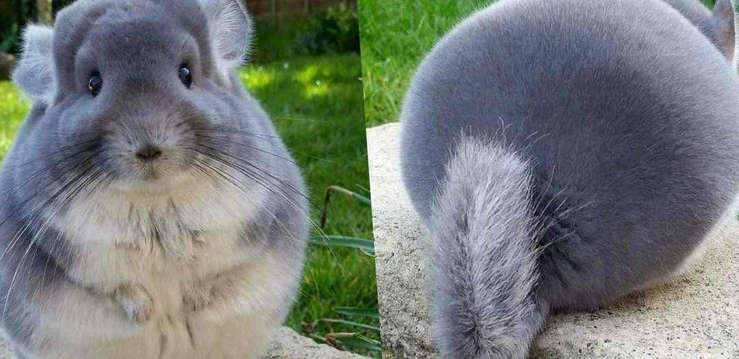 Perfectly round | Scrolller